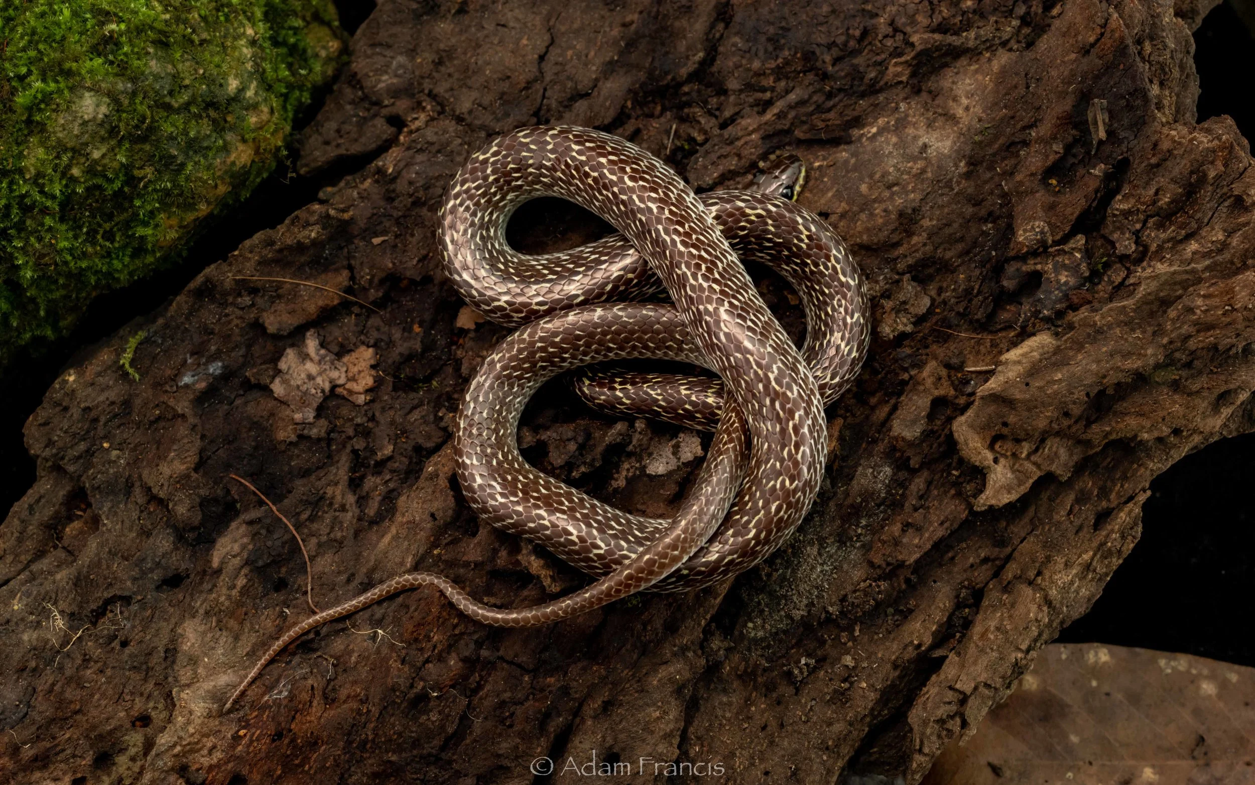 Common Wolf Snake - Lycodon capucinus — HongKongSnakeID.com