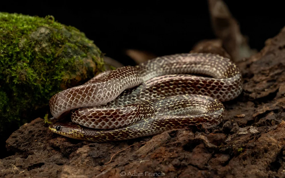 Common Wolf Snake - Lycodon capucinus — HongKongSnakeID.com