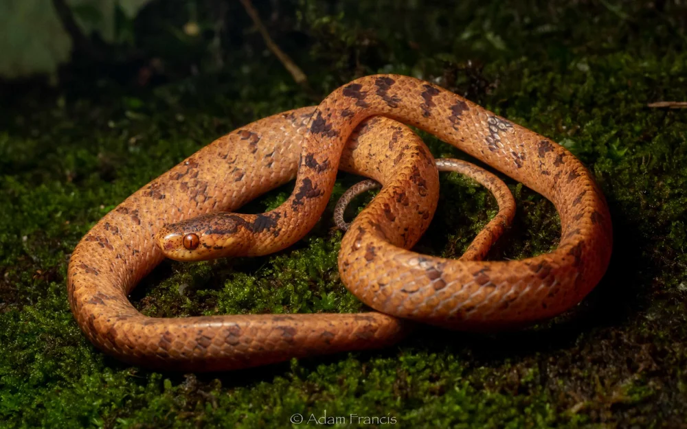 Chinese Slug Snake - Pareas chinensis — HongKongSnakeID.com