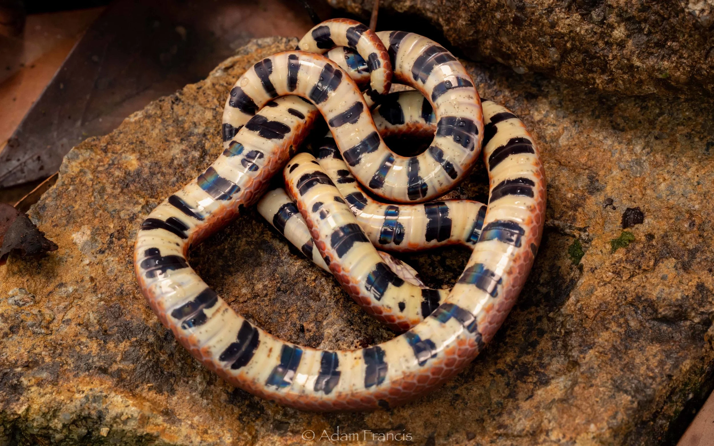 MacClelland's Coral Snake - Sinomicrurus macclellandi — HongKongSnakeID.com