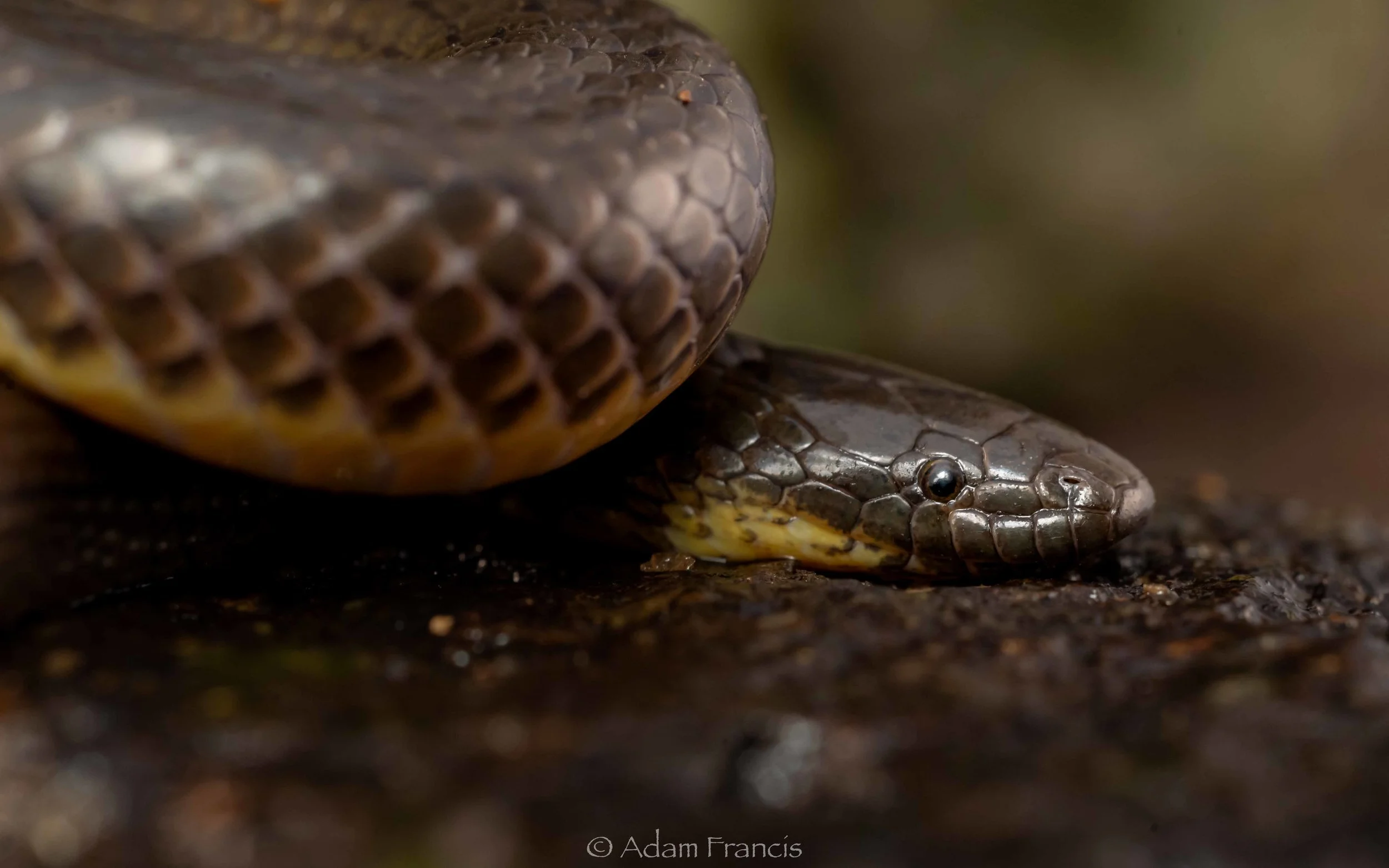 Anderson's Stream Snake — HongKongSnakeID.com