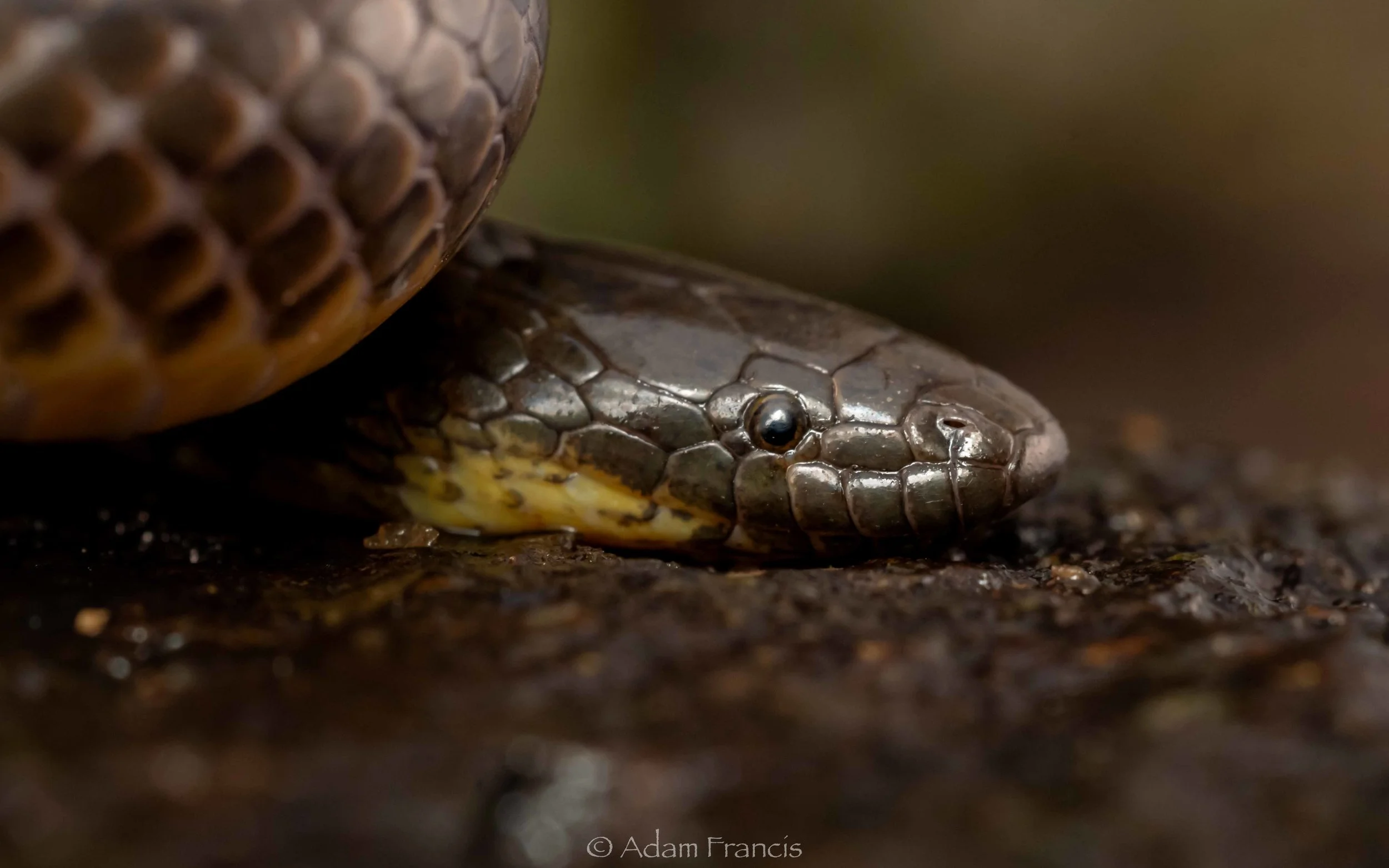 Anderson's Stream Snake — HongKongSnakeID.com