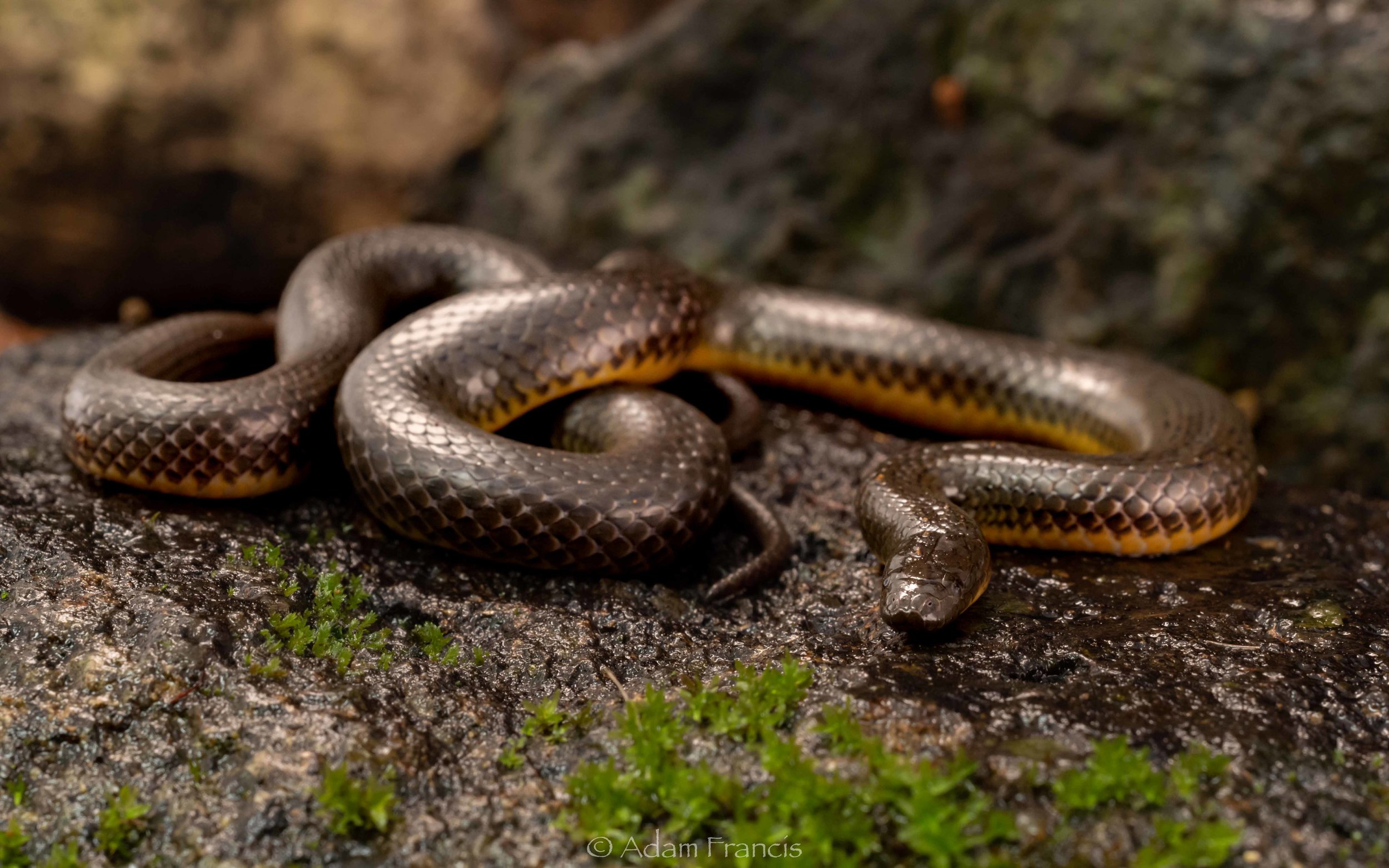 Anderson's Stream Snake — HongKongSnakeID.com
