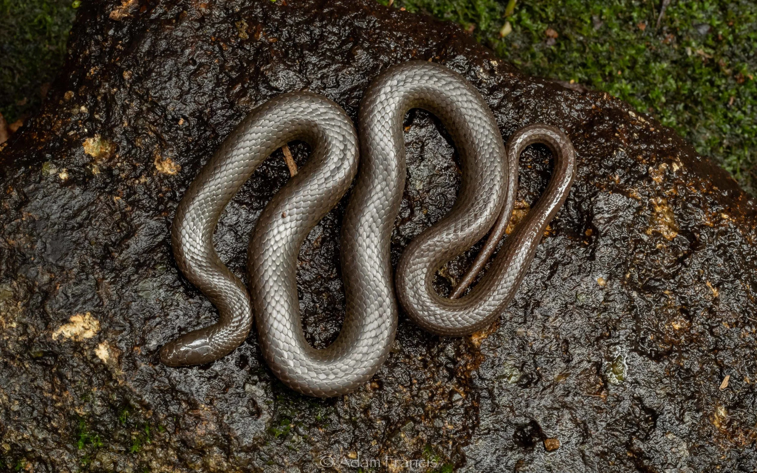 Anderson's Stream Snake — HongKongSnakeID.com