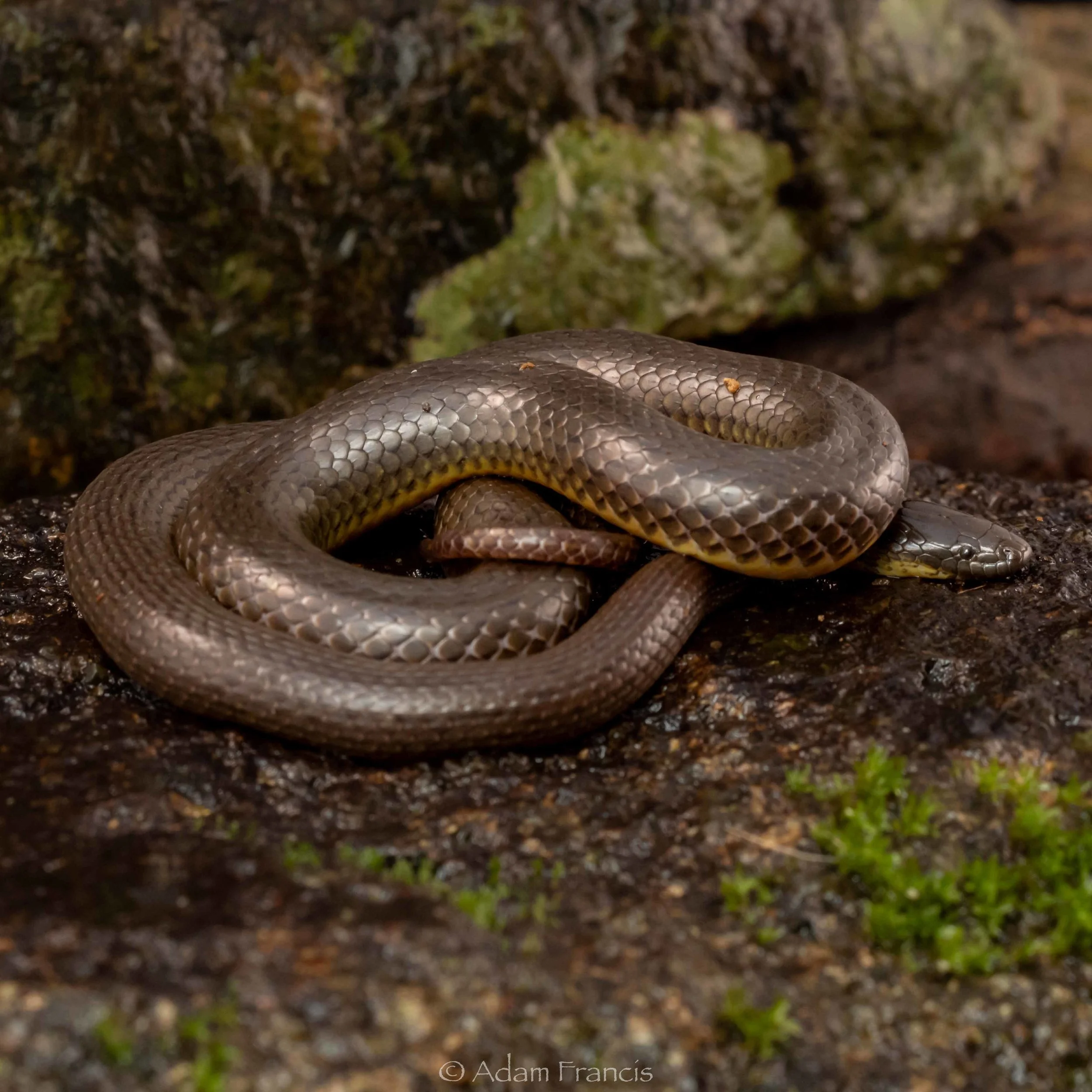 Hong Kong Snakes — HongKongSnakeID.com