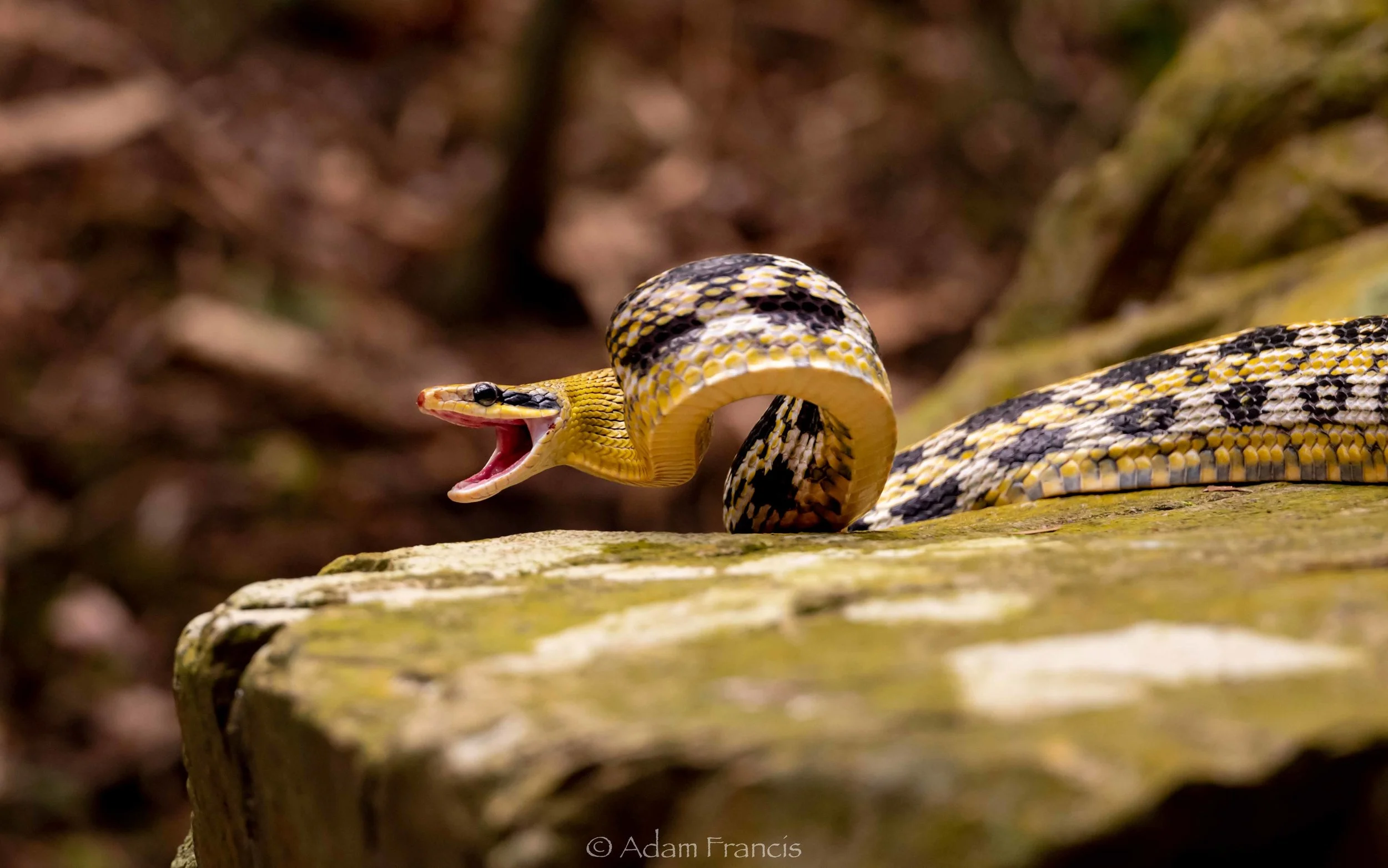Beauty Rat Snake - Elaphe taeniura mocquardi — HongKongSnakeID.com