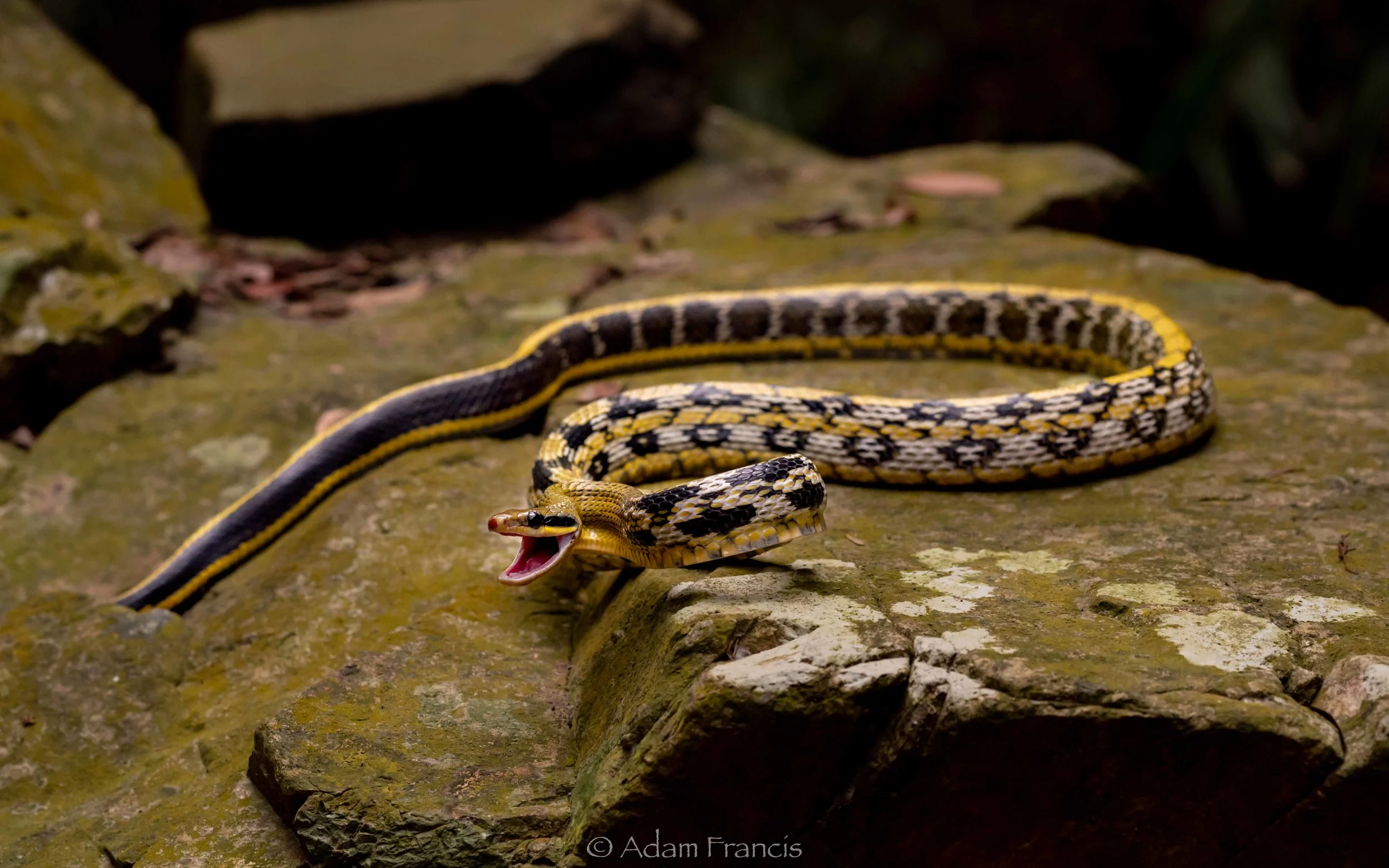 Beauty Rat Snake - Elaphe taeniura mocquardi — HongKongSnakeID.com