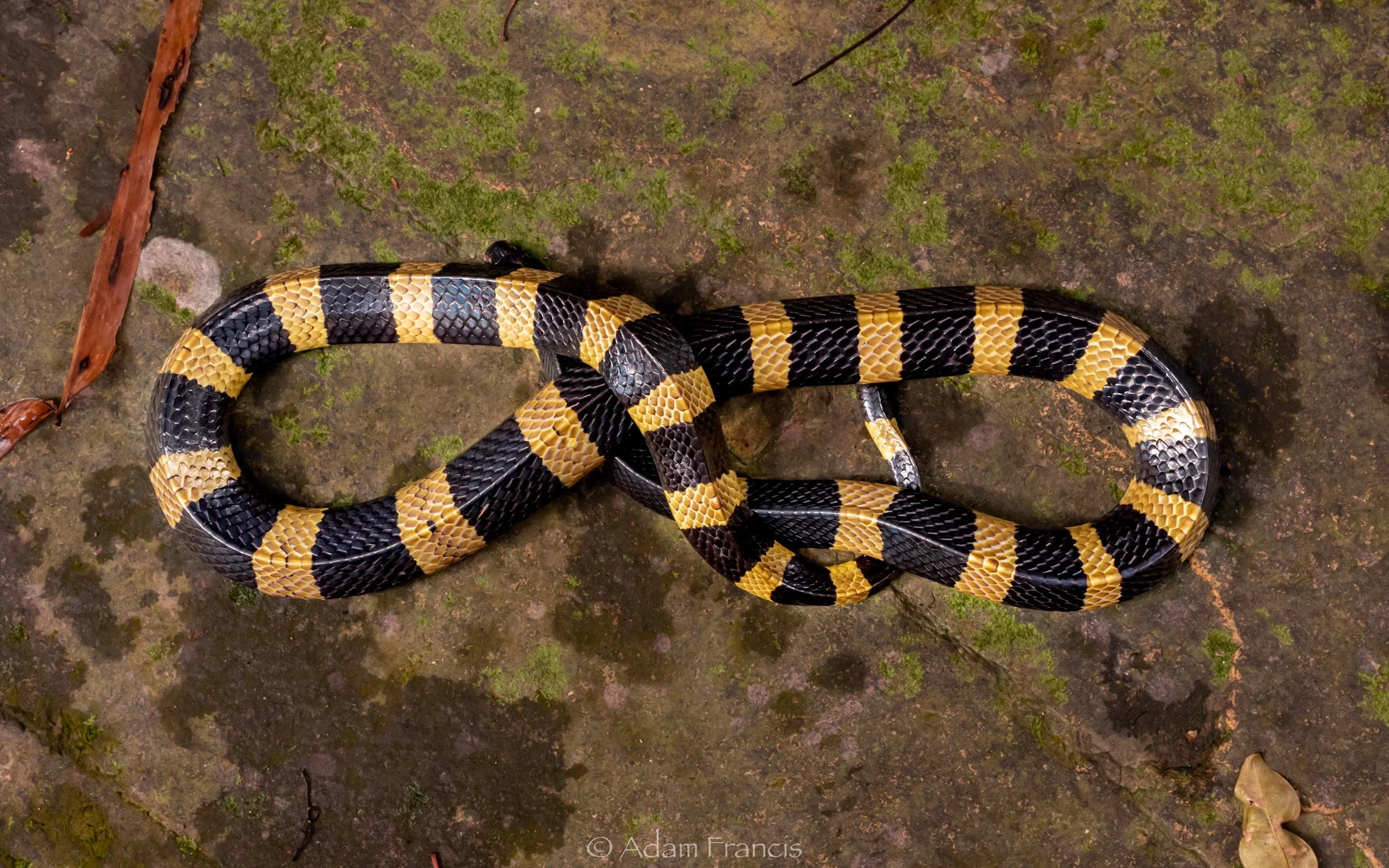 BANDED KRAIT - Bungarus fasciatus — HongKongSnakeID.com