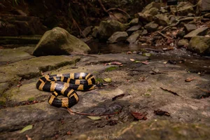 BANDED KRAIT - Bungarus fasciatus — HongKongSnakeID.com