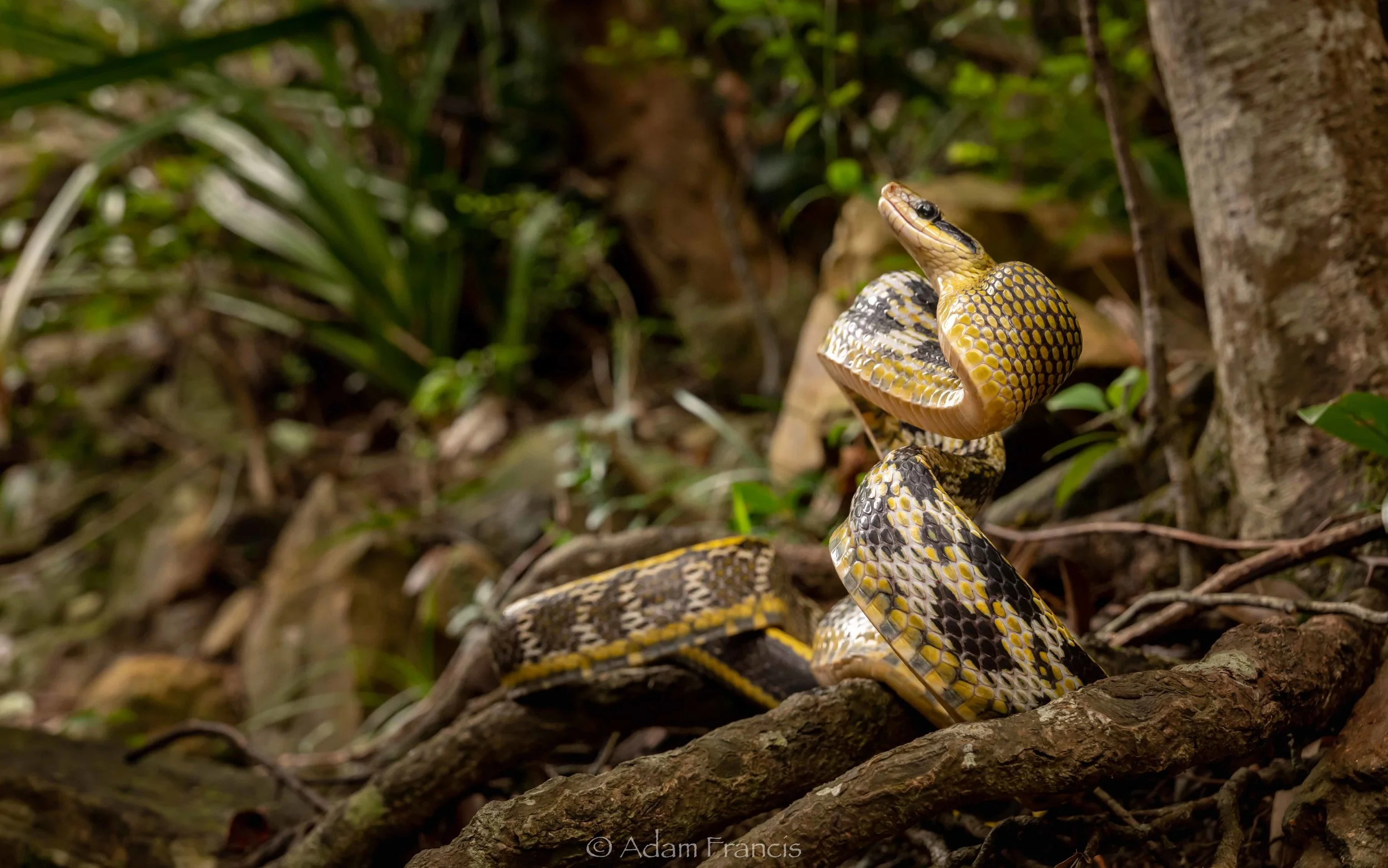 Beauty Rat Snake - Elaphe taeniura mocquardi — HongKongSnakeID.com