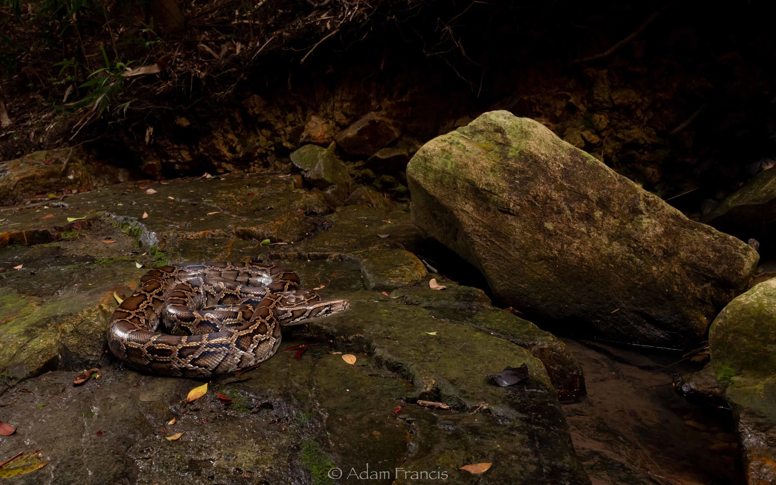 Burmese Python - Python bivitattus — HongKongSnakeID.com