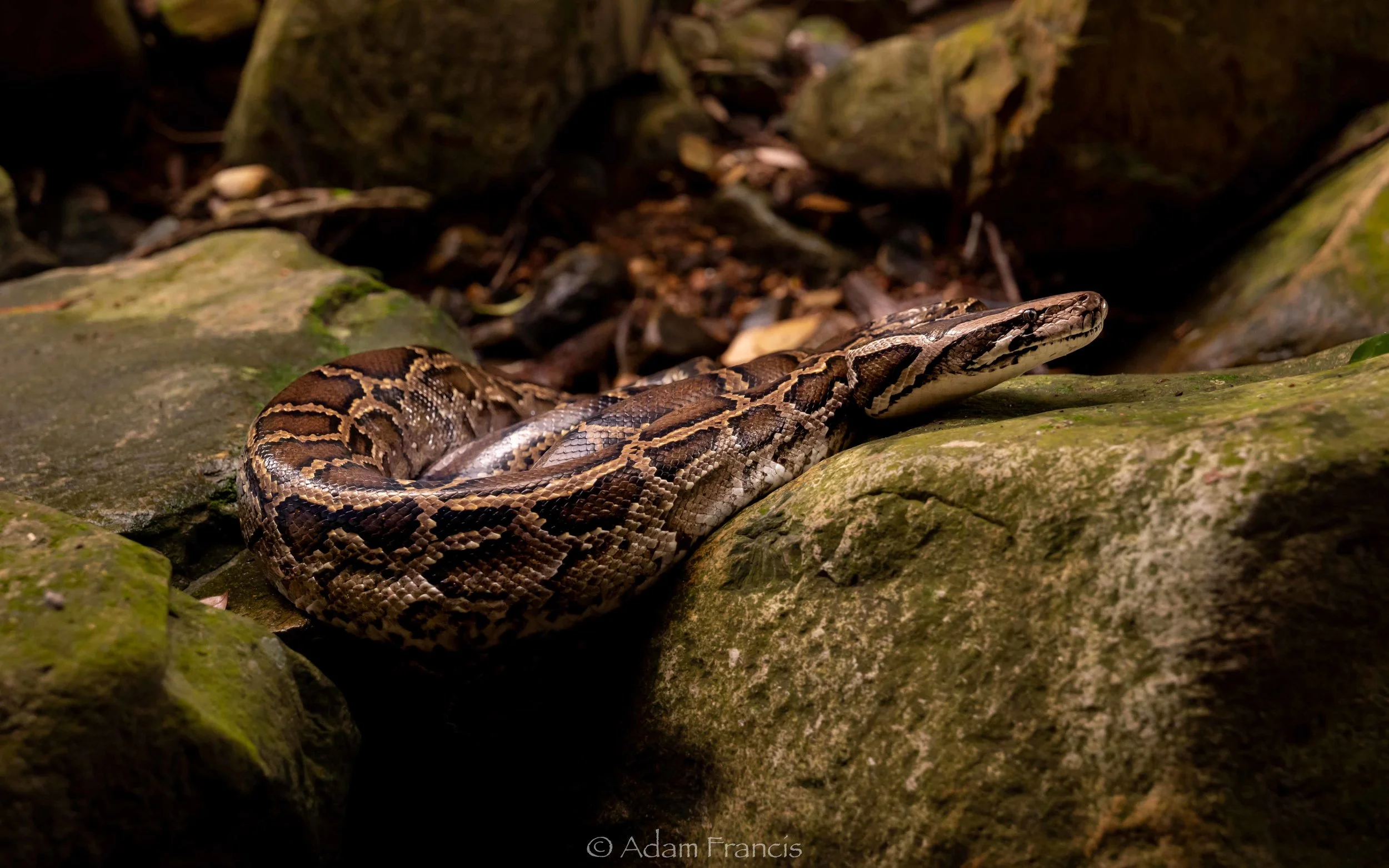 Burmese Python - Python bivitattus — HongKongSnakeID.com