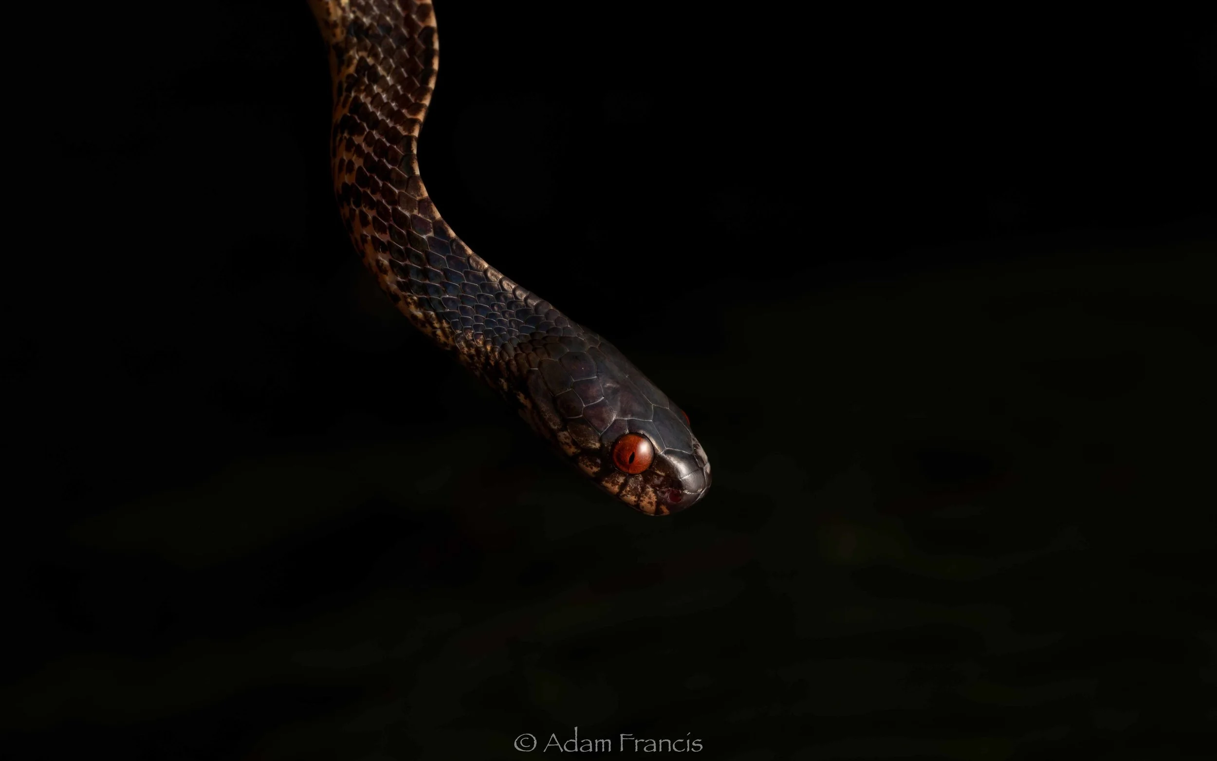 Mountain Slug Snake - Asthenodipsas vertebralis — HongKongSnakeID.com