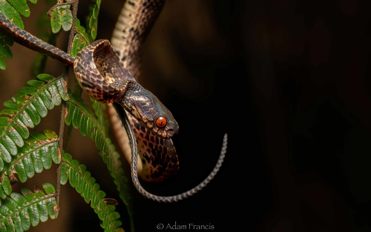 Mountain Slug Snake - Asthenodipsas vertebralis — HongKongSnakeID.com
