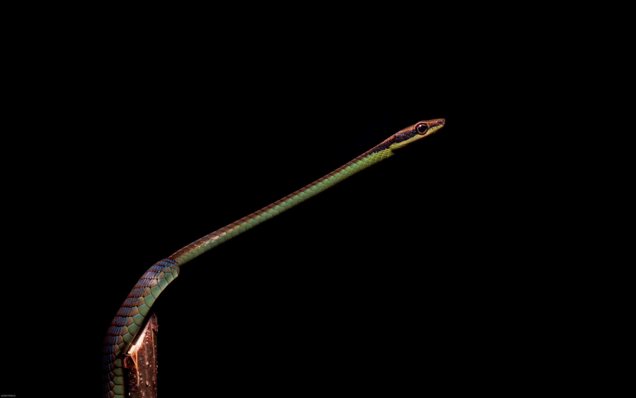 Wall's Bronzeback - Dendrelaphis cyanochloris — HongKongSnakeID.com