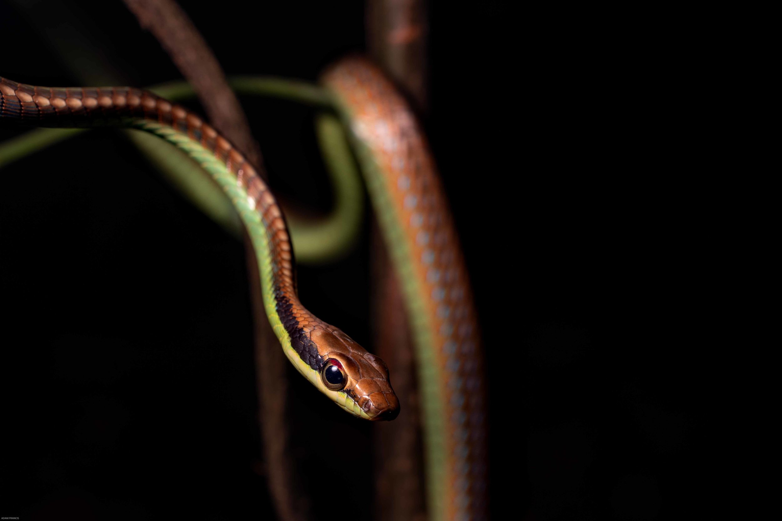 Wall's Bronzeback - Dendrelaphis cyanochloris — HongKongSnakeID.com