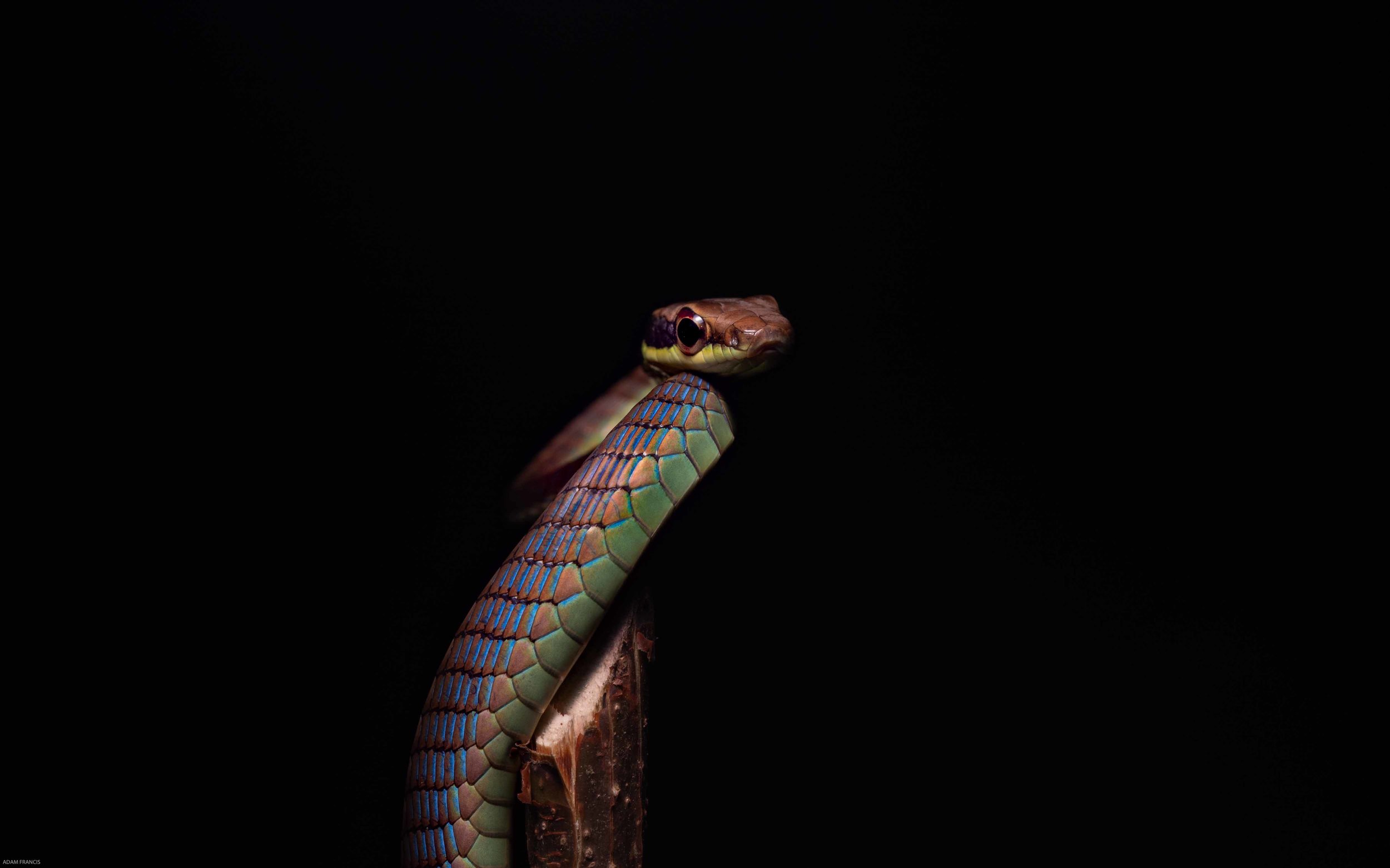 Wall's Bronzeback - Dendrelaphis cyanochloris — HongKongSnakeID.com