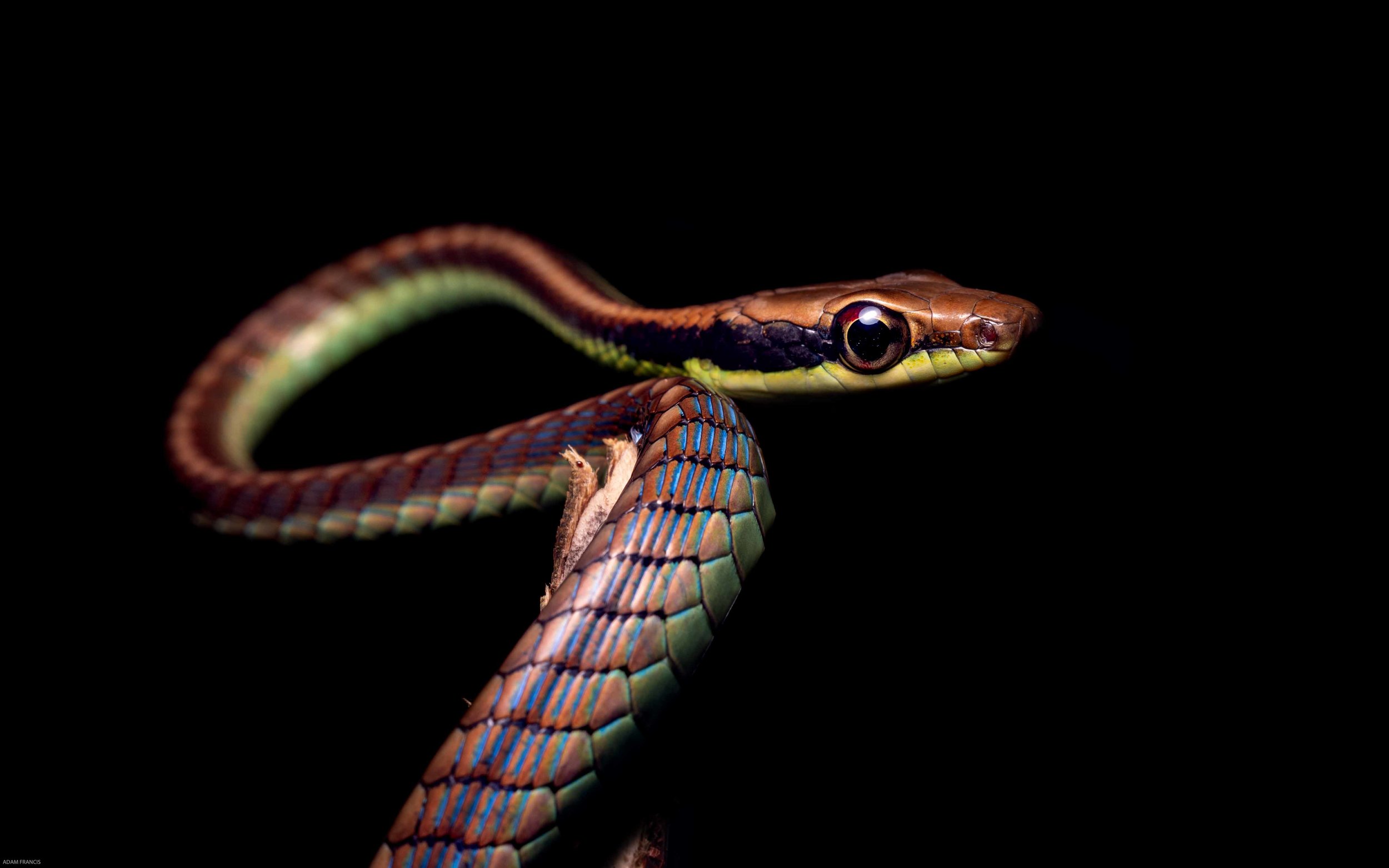 Wall's Bronzeback - Dendrelaphis cyanochloris — HongKongSnakeID.com