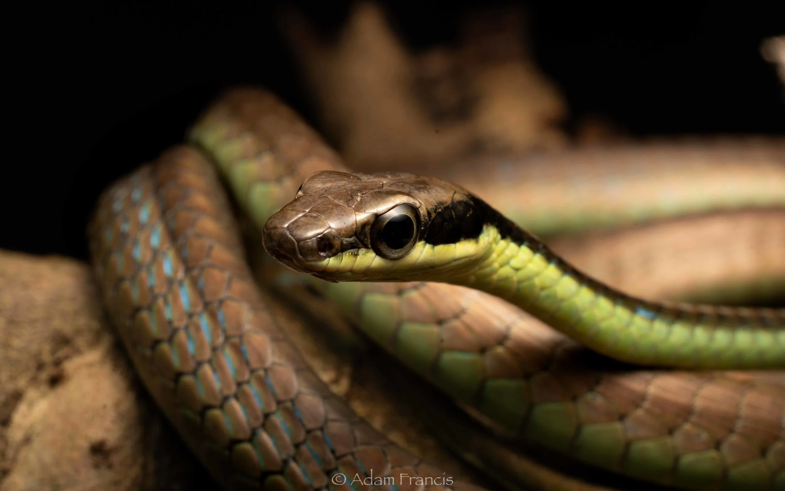 Wall's Bronzeback - Dendrelaphis cyanochloris — HongKongSnakeID.com