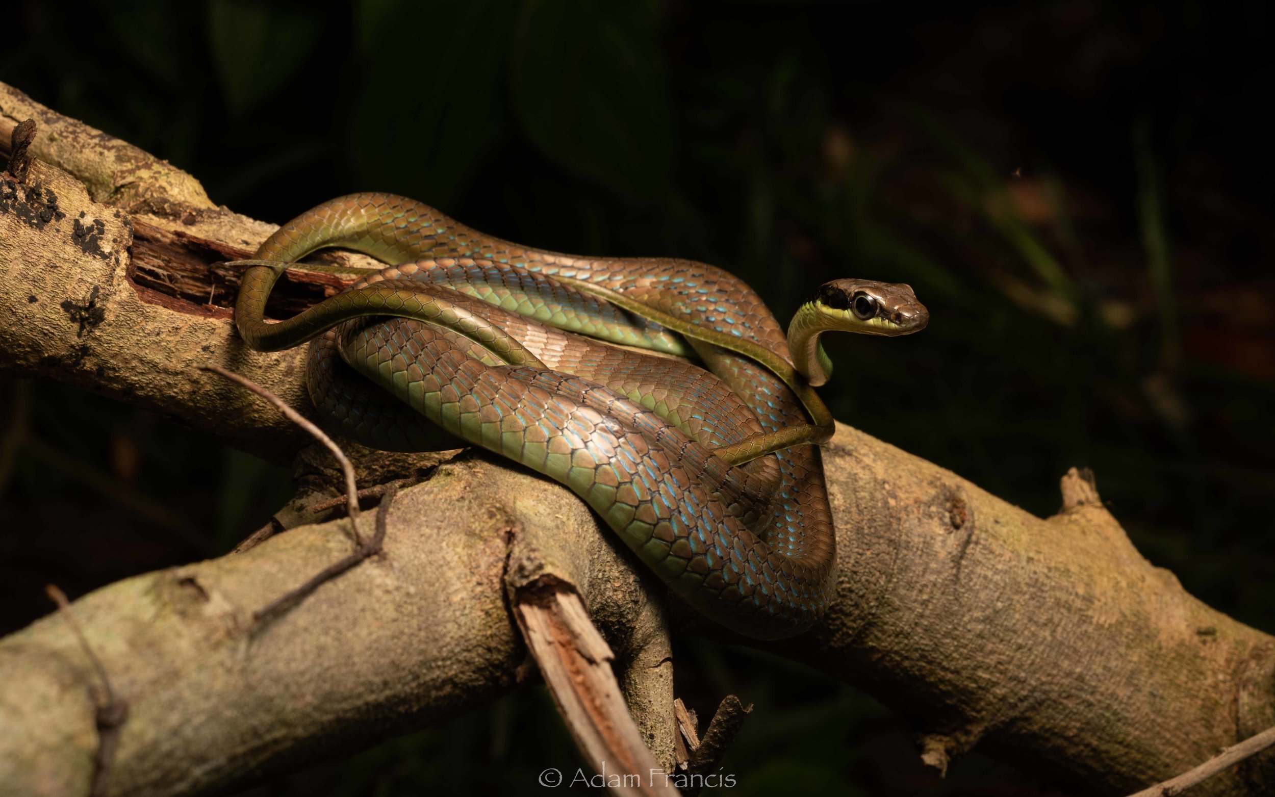 Wall's Bronzeback - Dendrelaphis cyanochloris — HongKongSnakeID.com