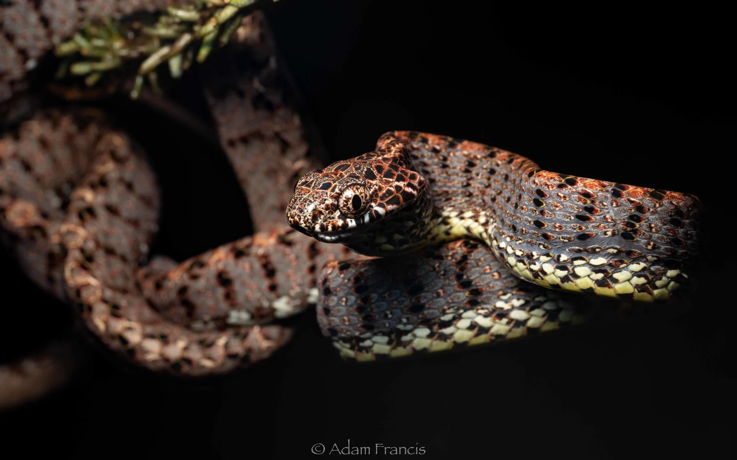Jasper Cat Snake - Boiga jaspidea — HongKongSnakeID.com