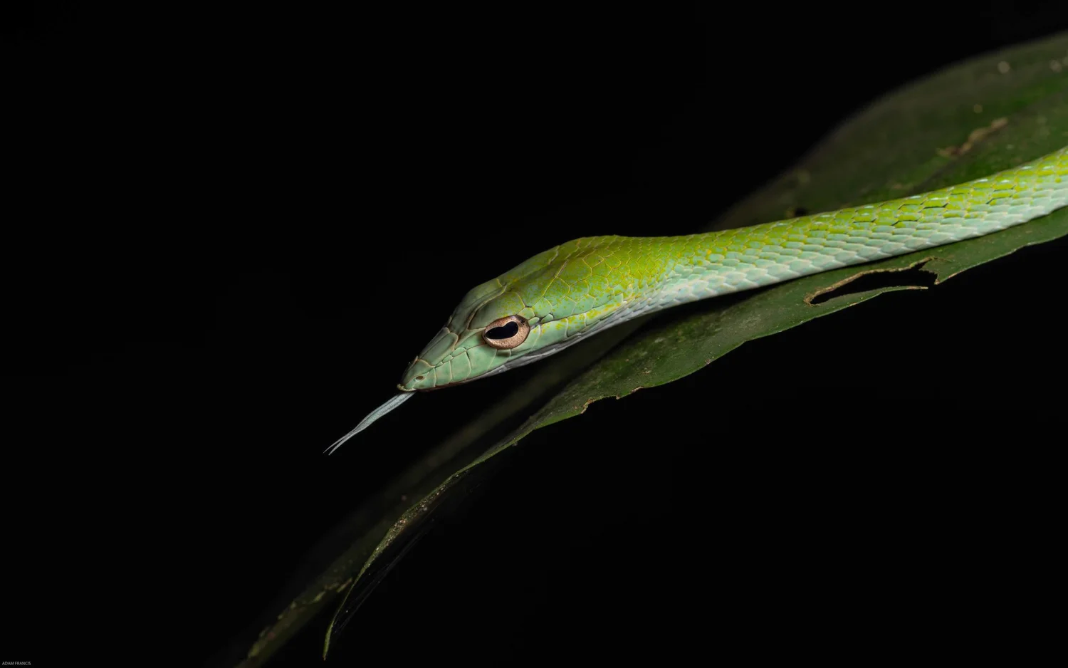 Asian Vine Snake - Ahaetulla prasina — HongKongSnakeID.com
