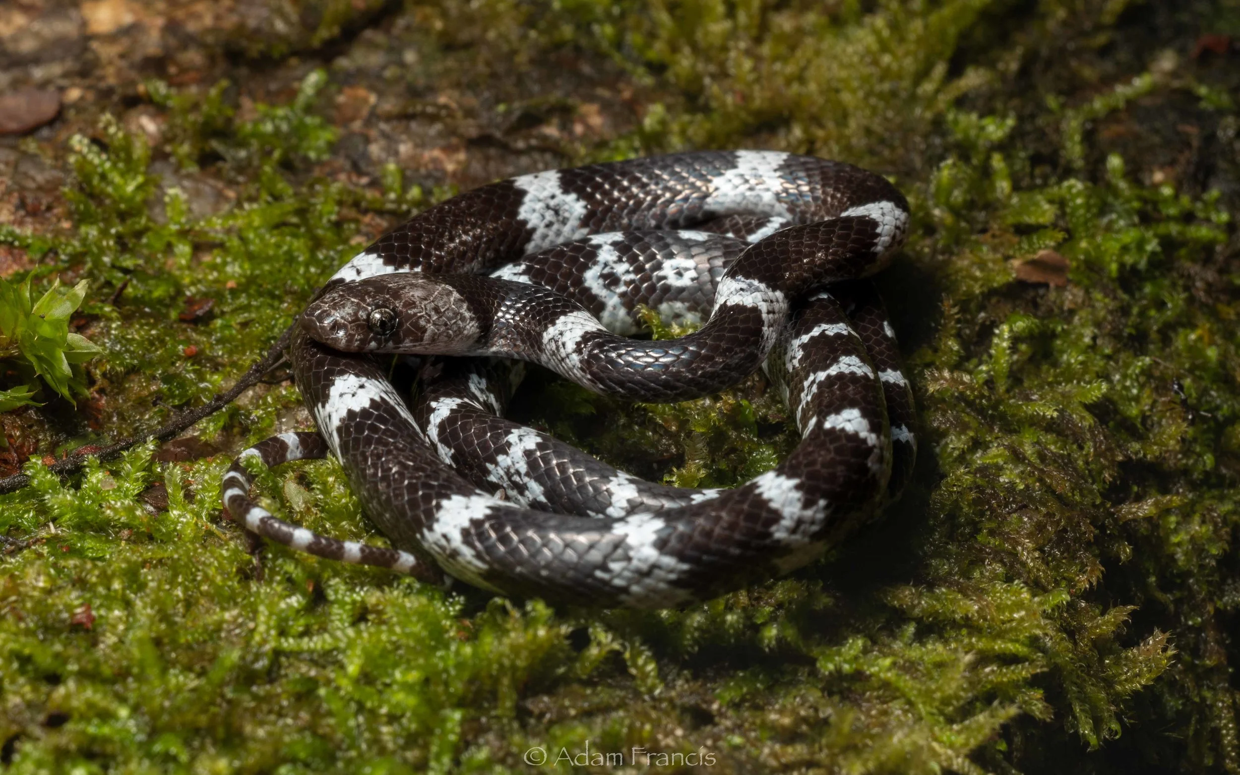 Butler's Wolf Snake - Lycodon butleri — HongKongSnakeID.com