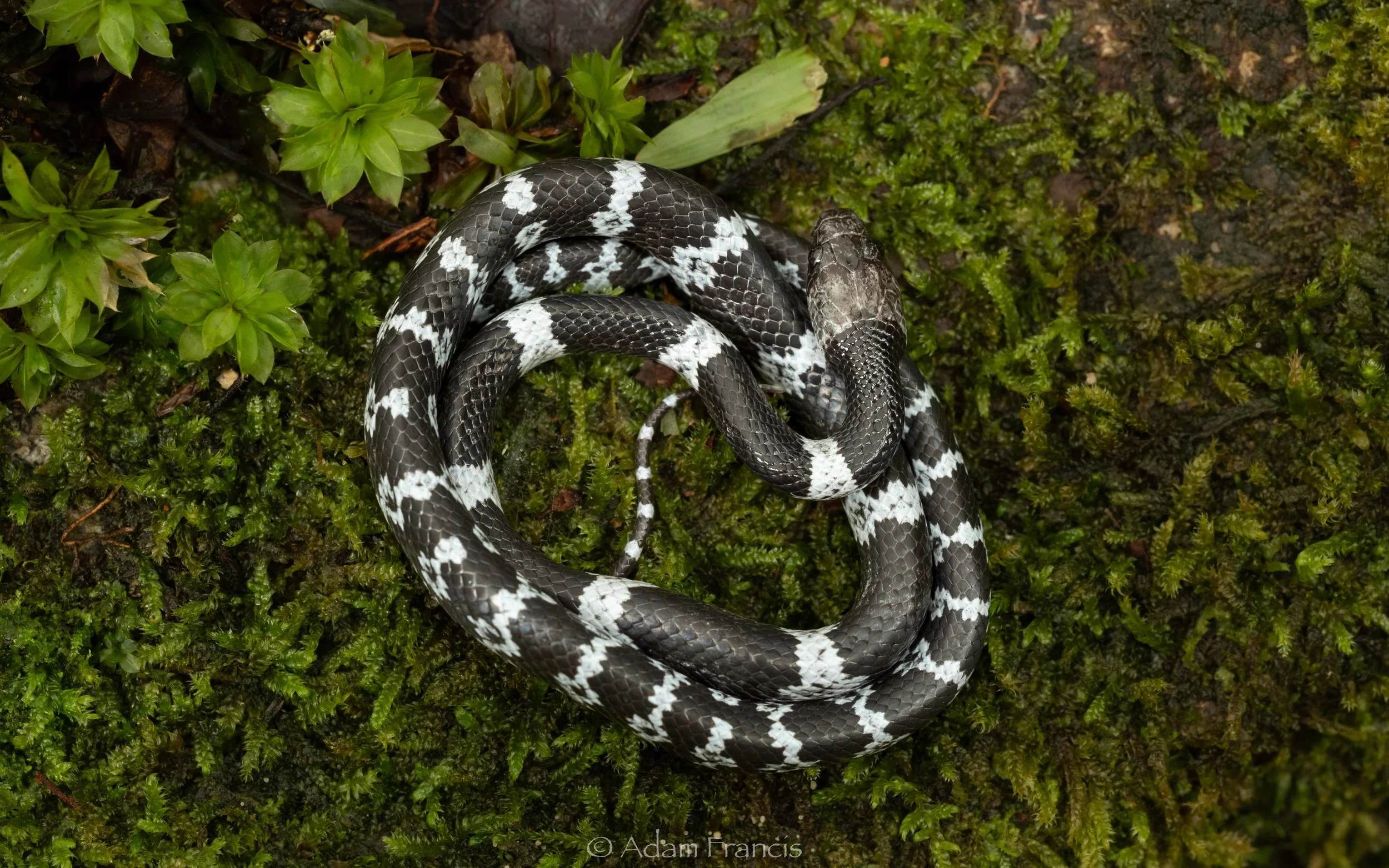 Butler's Wolf Snake - Lycodon butleri — HongKongSnakeID.com