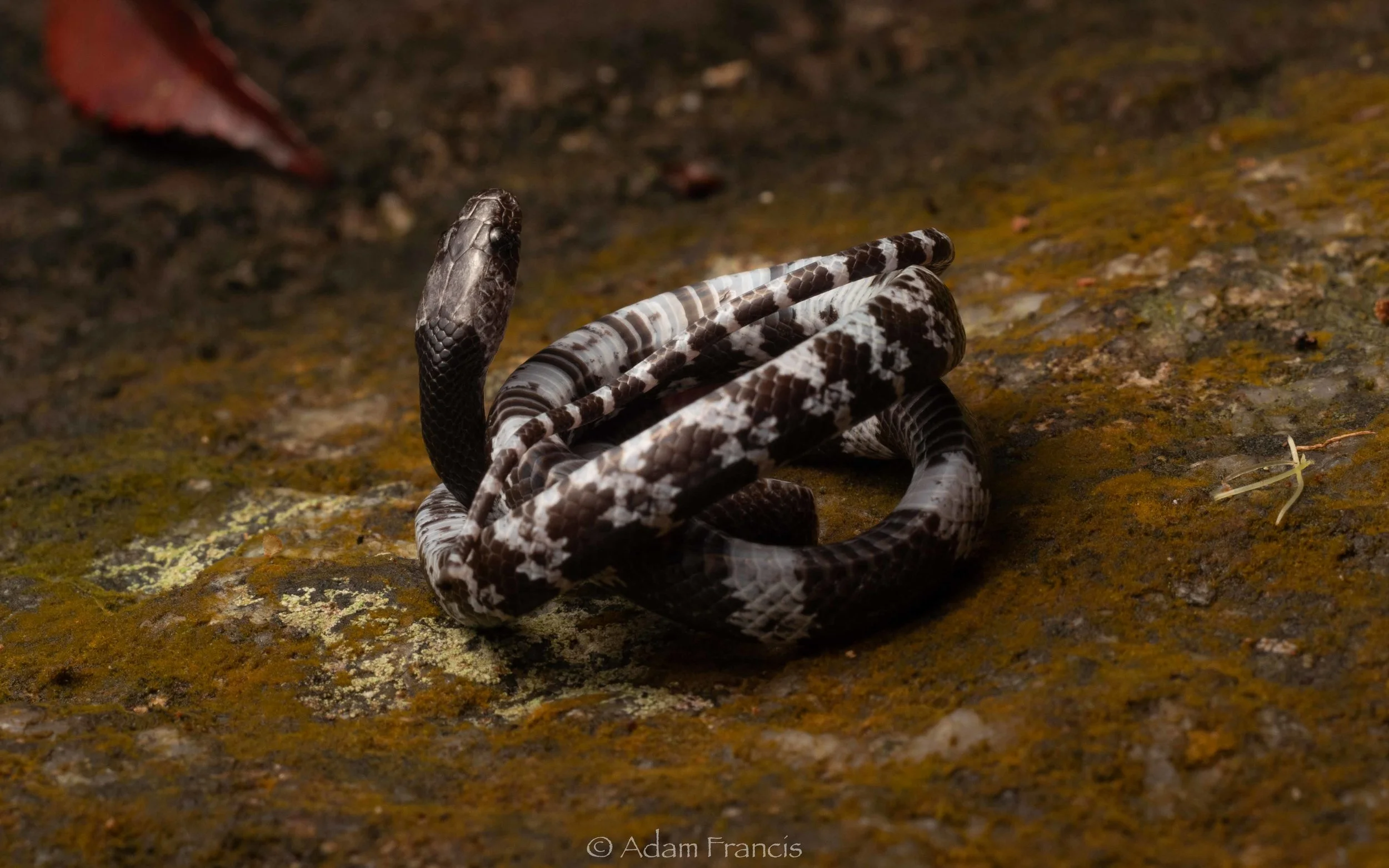 Butler's Wolf Snake - Lycodon butleri — HongKongSnakeID.com