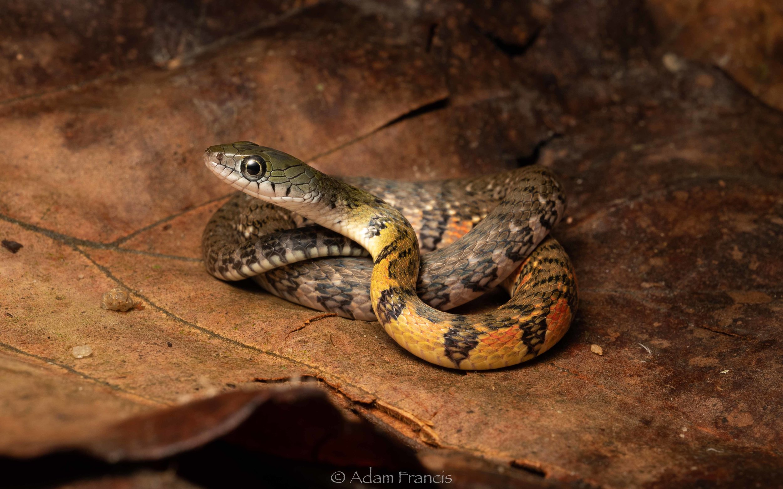 Triangle Keelback - Xenochropis trianguligerus — HongKongSnakeID.com