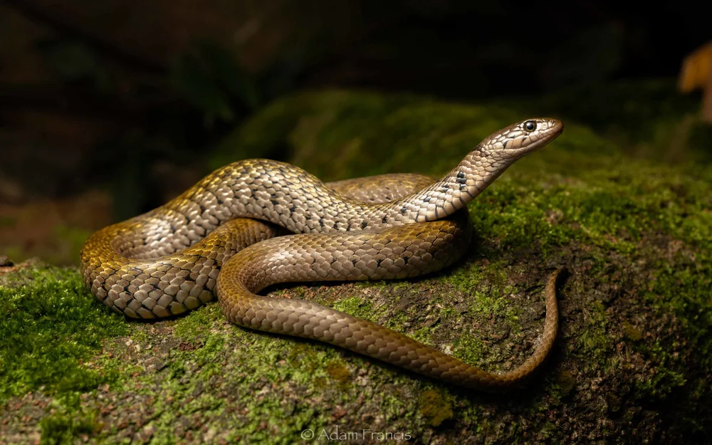 Checkered Keelback Fowlea Flavipunctata Hongkongsnakeid