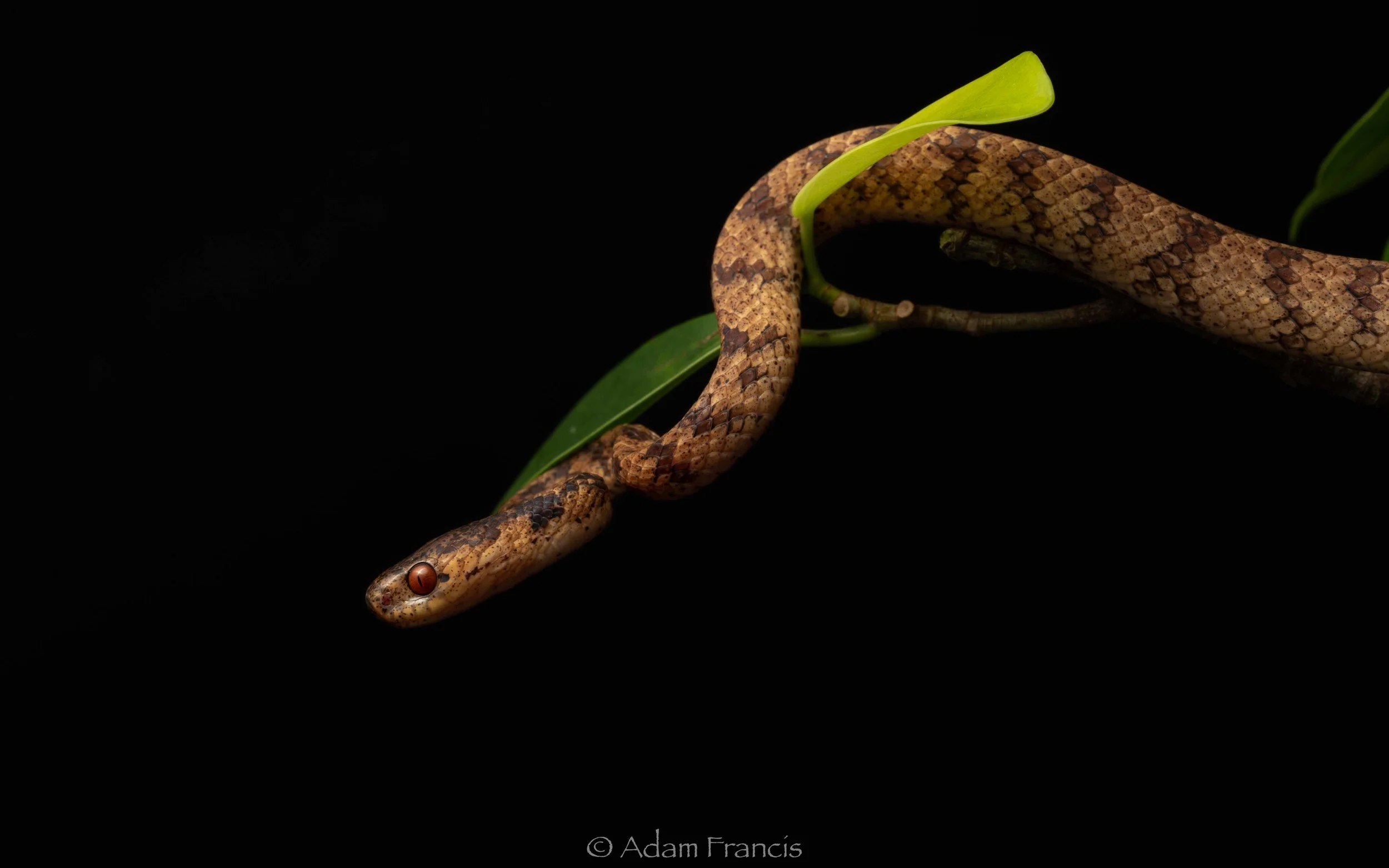 Chinese Slug Snake - Pareas chinensis — HongKongSnakeID.com