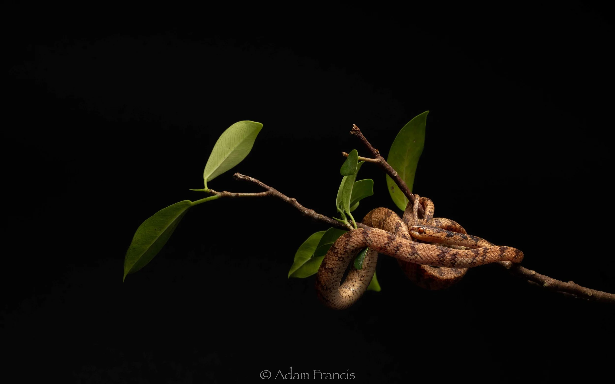 Chinese Slug Snake - Pareas chinensis — HongKongSnakeID.com