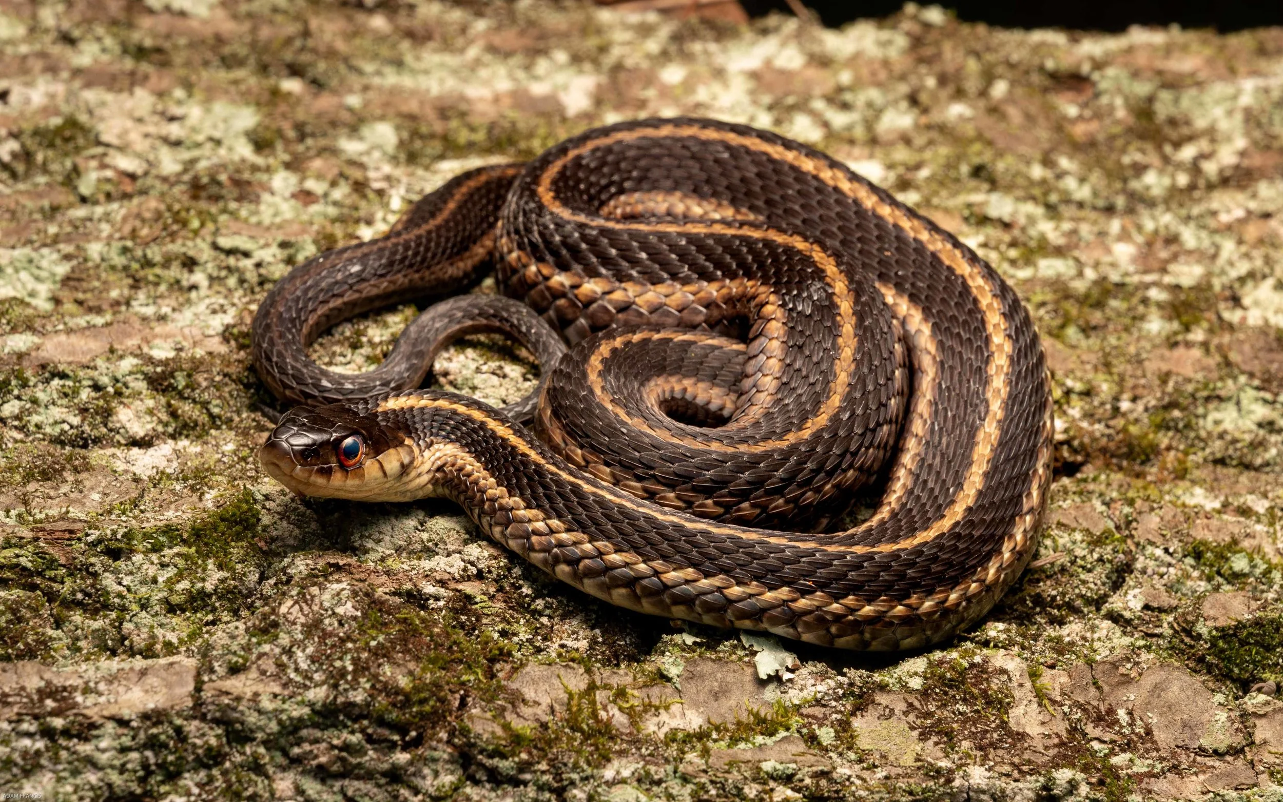 Common Garter Snake - Thamnophis sirtalis — HongKongSnakeID.com