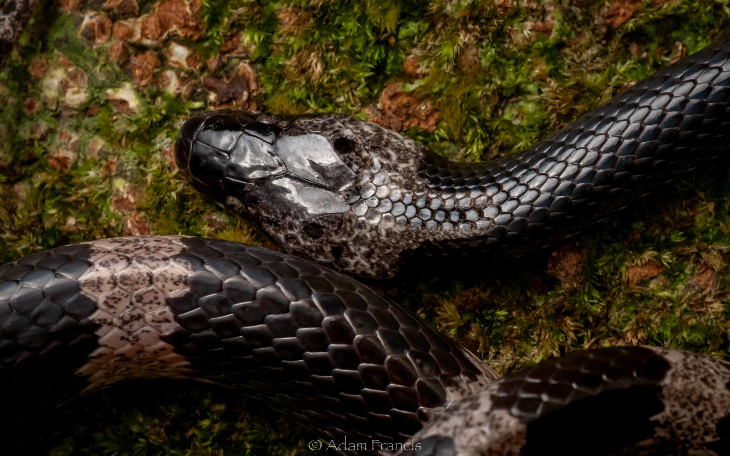 Futsing Wolf Snake - Lycodon futsingensis — HongKongSnakeID.com