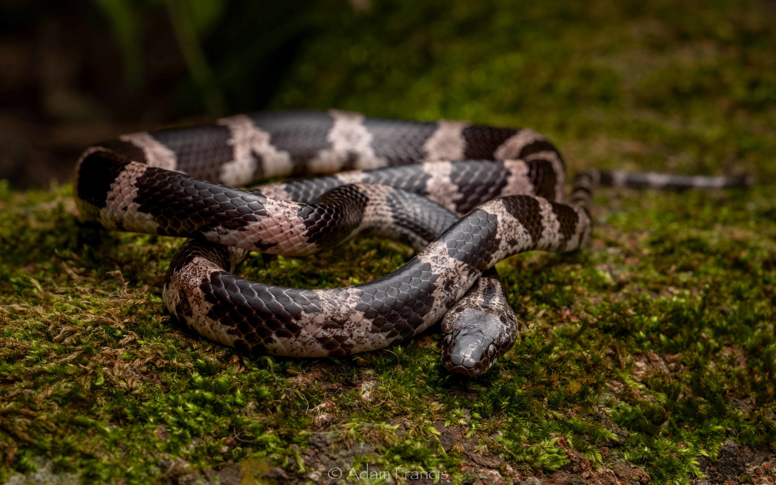 Futsing Wolf Snake - Lycodon futsingensis — HongKongSnakeID.com