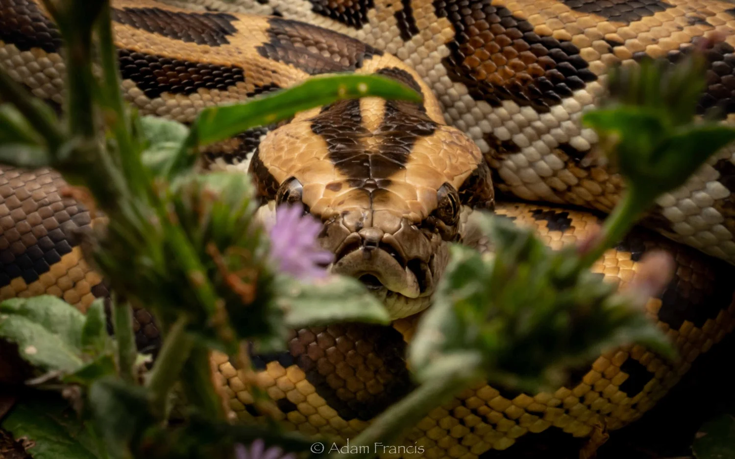 Burmese Python - Python bivitattus — HongKongSnakeID.com