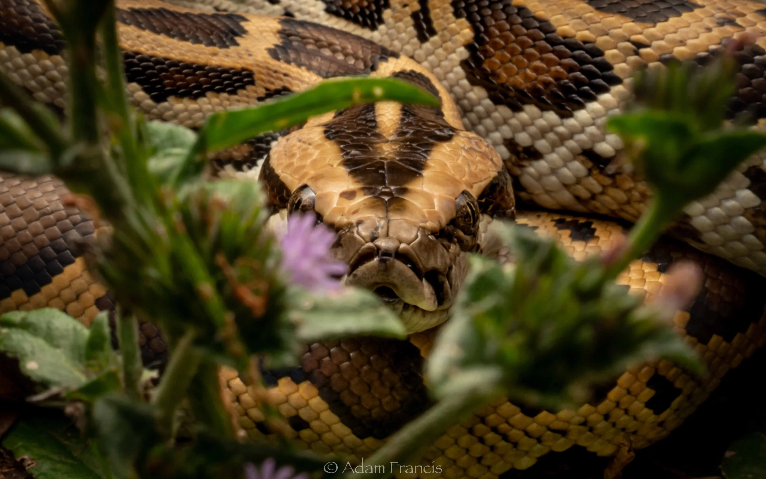 Burmese Python - Python bivitattus — HongKongSnakeID.com