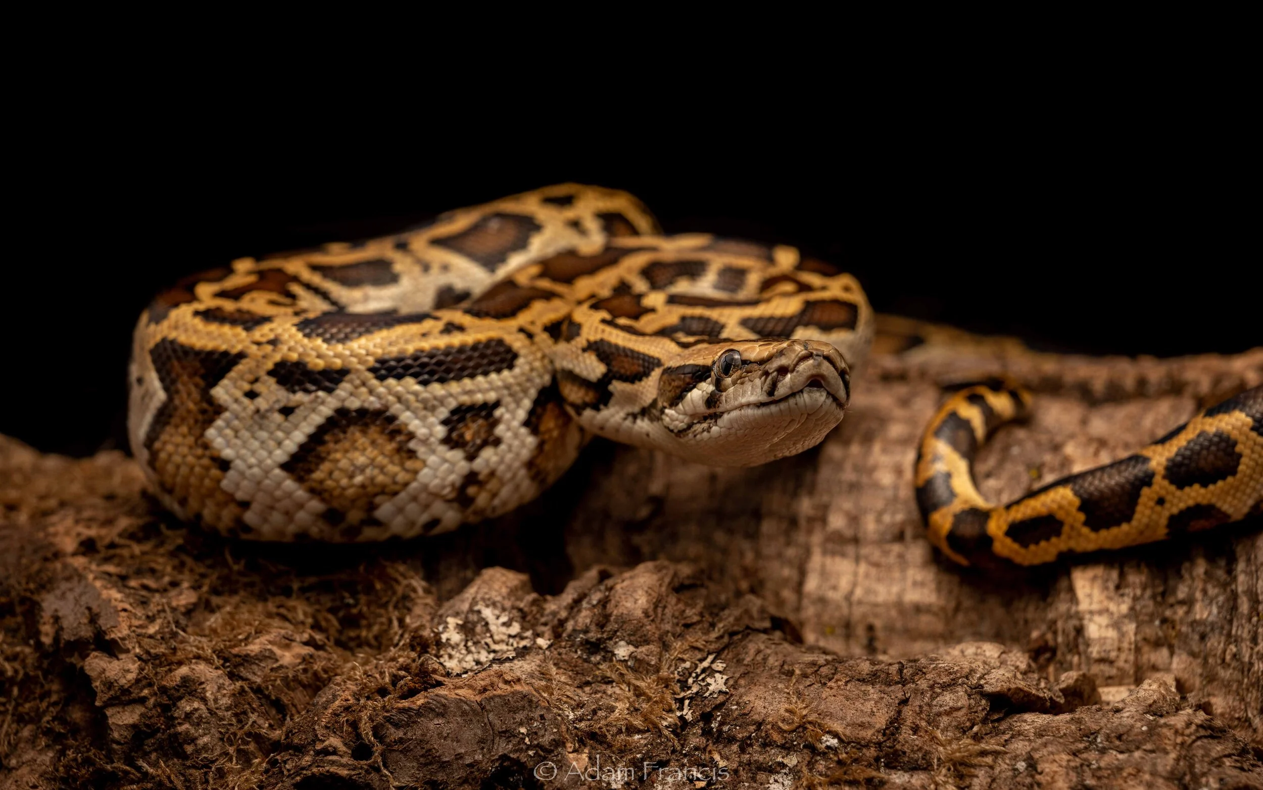 Burmese Python - Python bivitattus — HongKongSnakeID.com