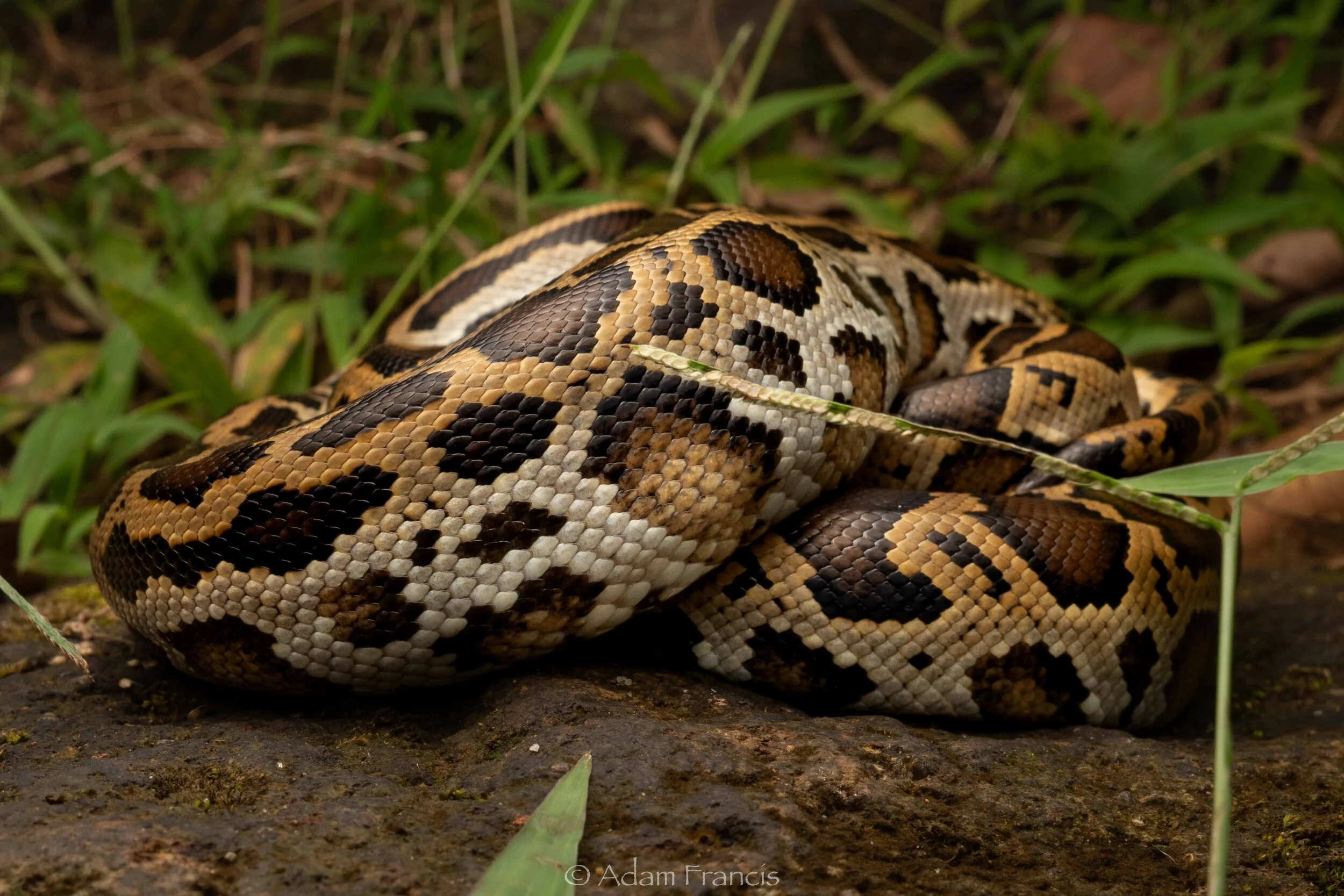 Burmese Python - Python bivitattus — HongKongSnakeID.com