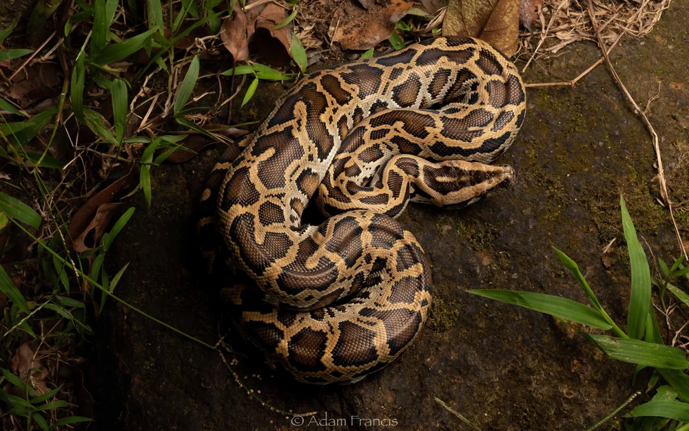 Burmese Python - Python bivitattus — HongKongSnakeID.com