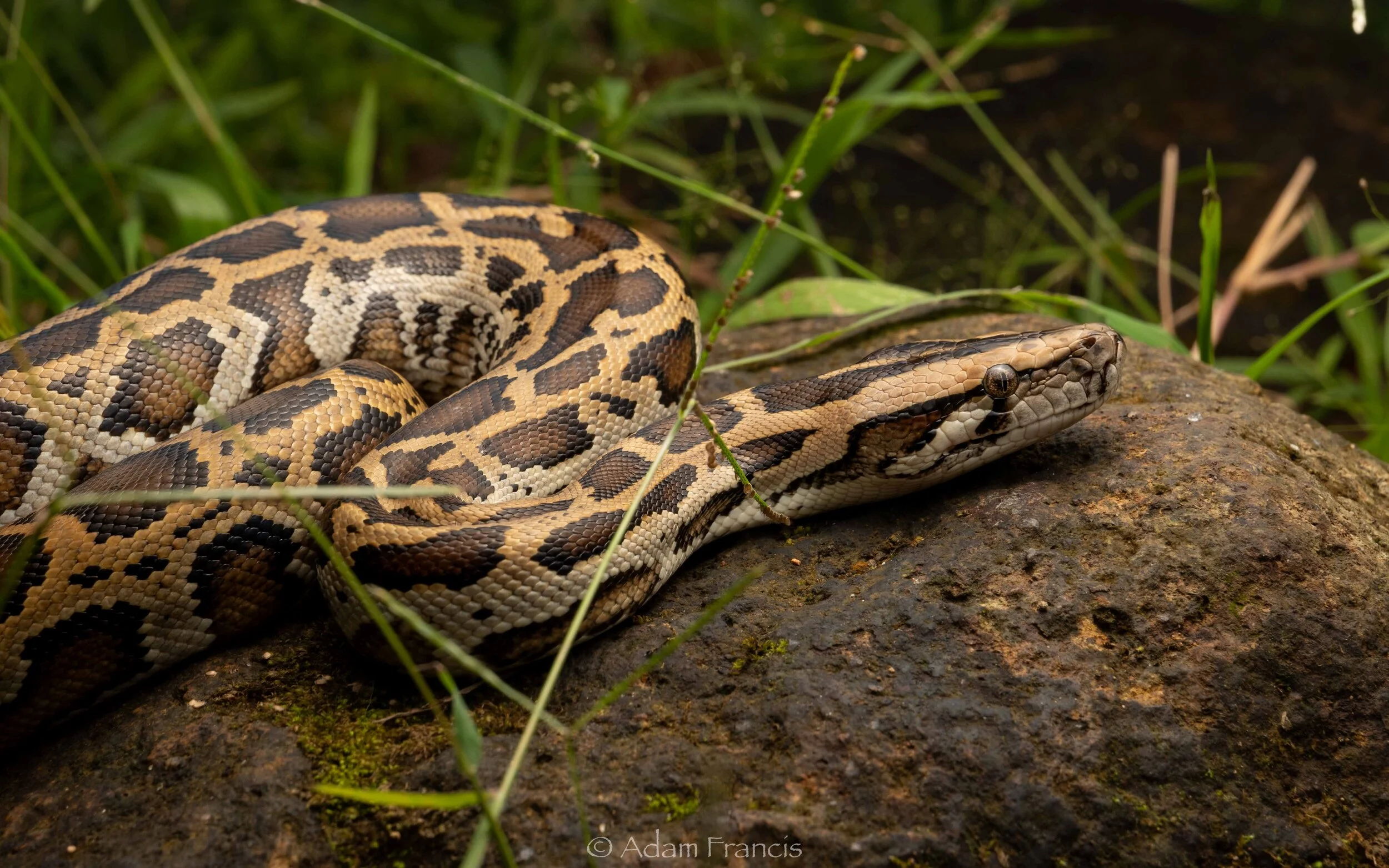 Burmese Python - Python bivitattus — HongKongSnakeID.com