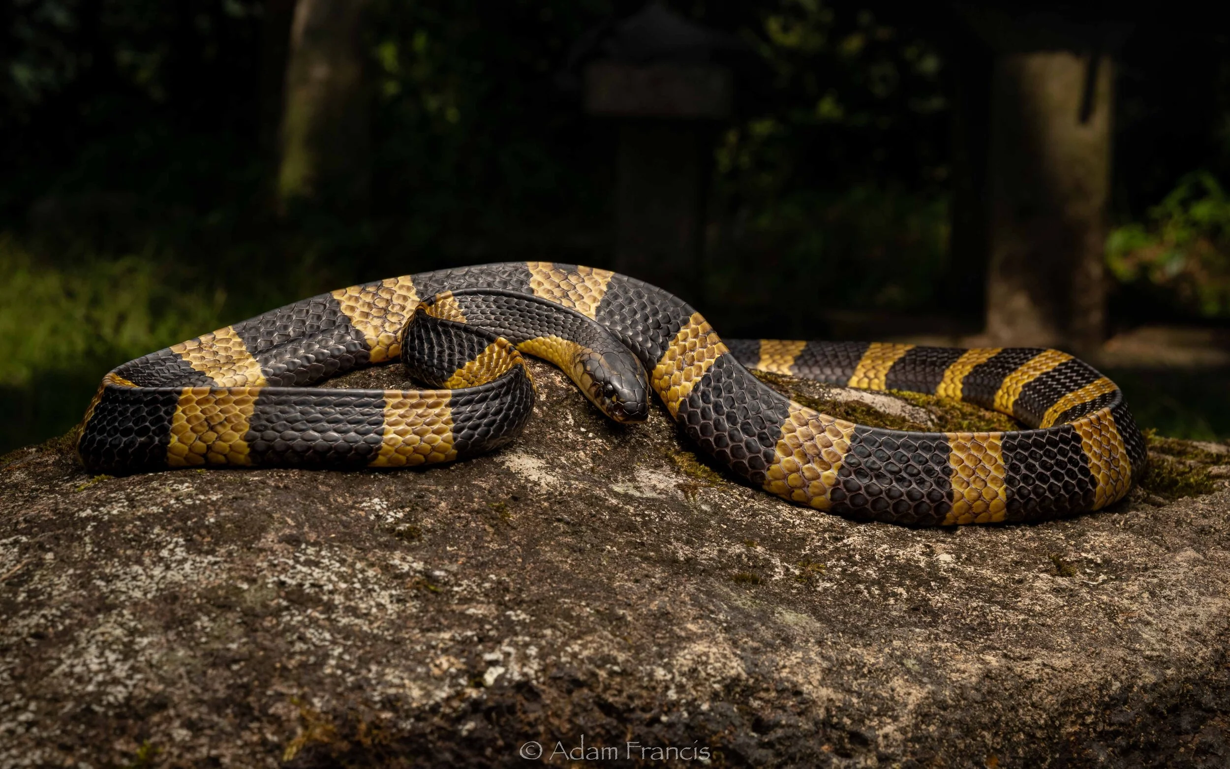 BANDED KRAIT - Bungarus fasciatus — HongKongSnakeID.com