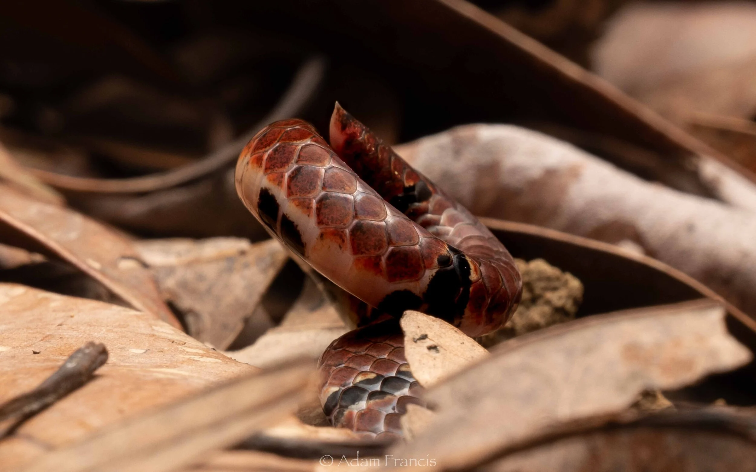 MacClelland's Coral Snake - Sinomicrurus macclellandi — HongKongSnakeID.com