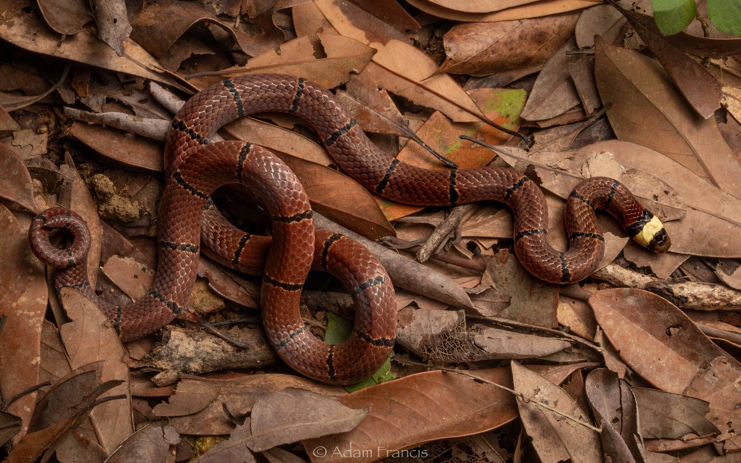 MacClelland's Coral Snake - Sinomicrurus macclellandi — HongKongSnakeID.com
