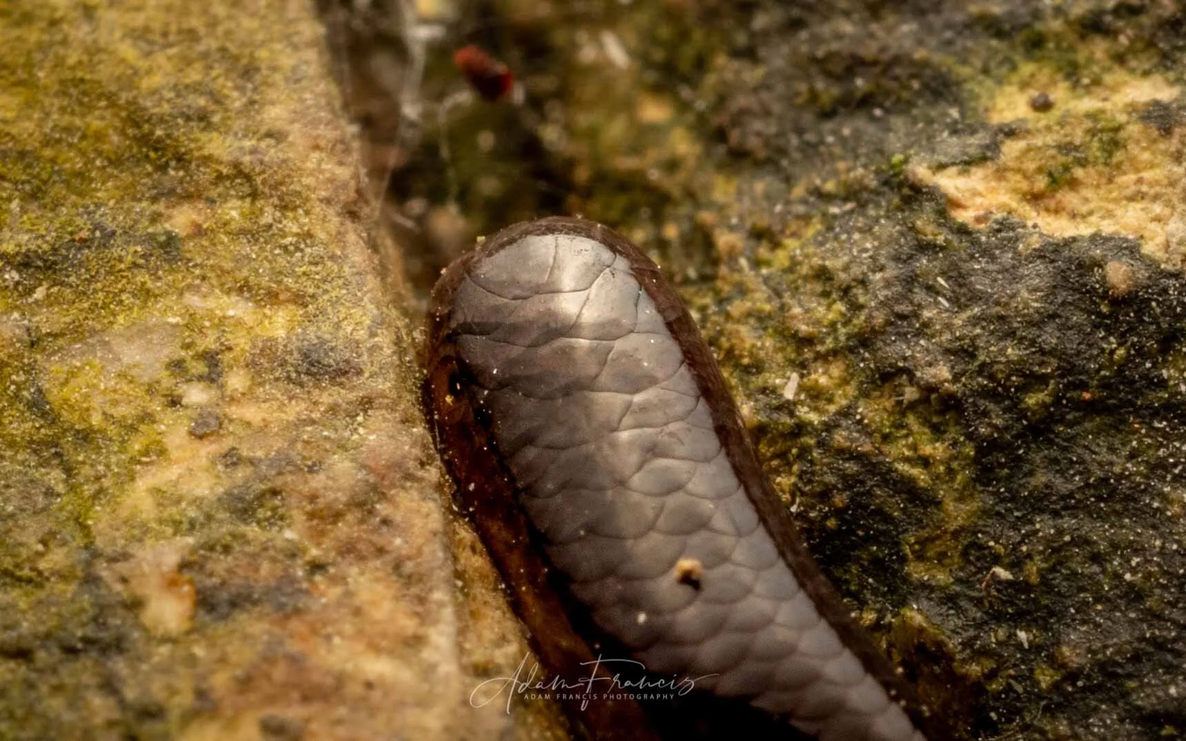 Common Blind Snake - Indotyphlops braminus — HongKongSnakeID.com