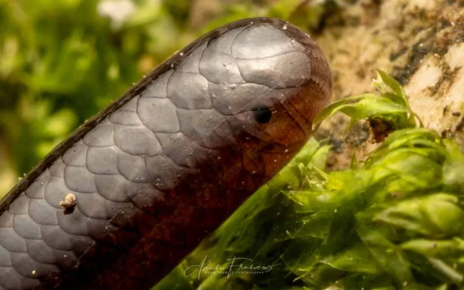 Common Blind Snake - Indotyphlops braminus — HongKongSnakeID.com