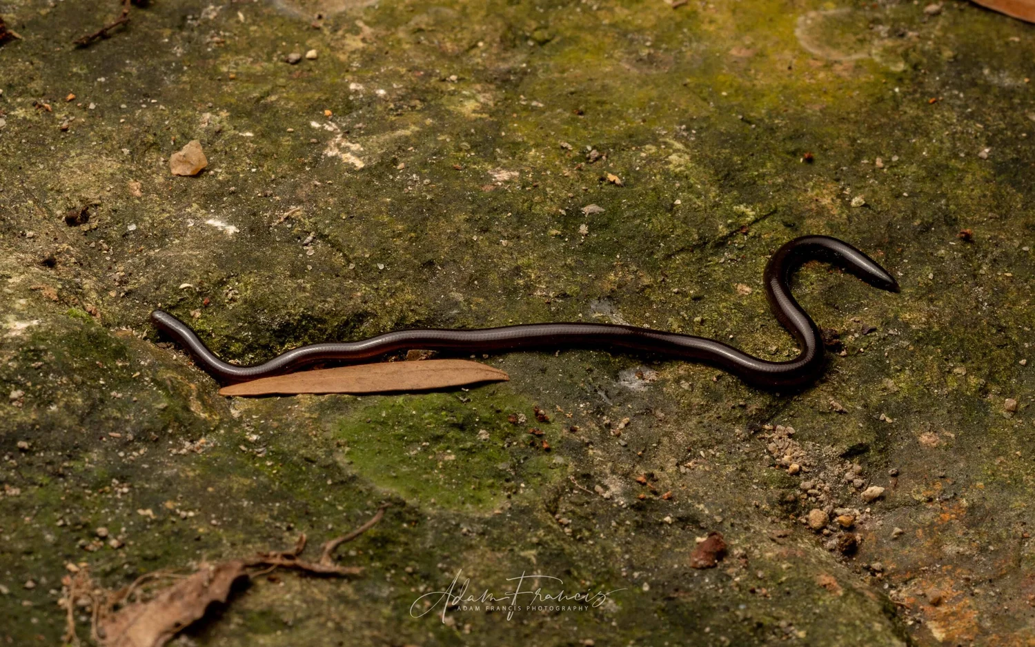 Common Blind Snake - Indotyphlops braminus — HongKongSnakeID.com