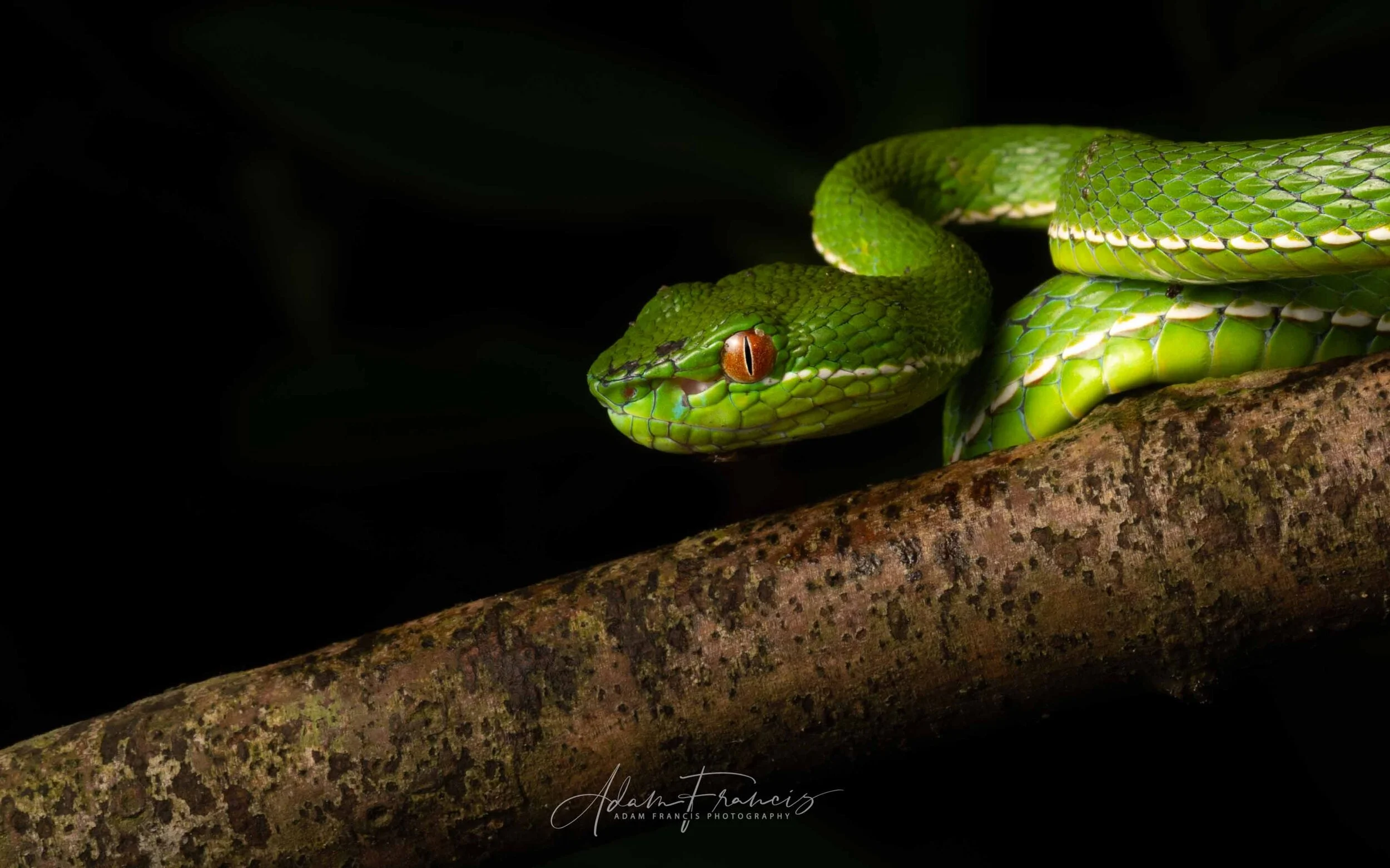 Stejneger's Viper - Trimeresurus stejnegeri stejnegeri ...