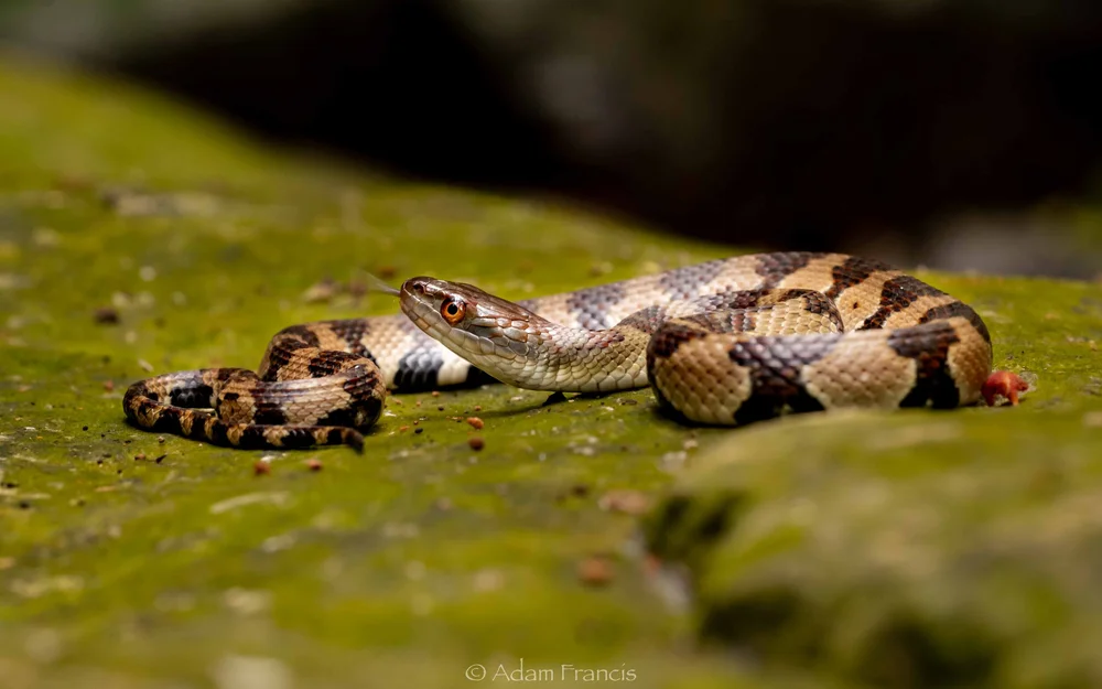 Diamond-backed Water Snake - Trimerodytes aequifasciatus ...